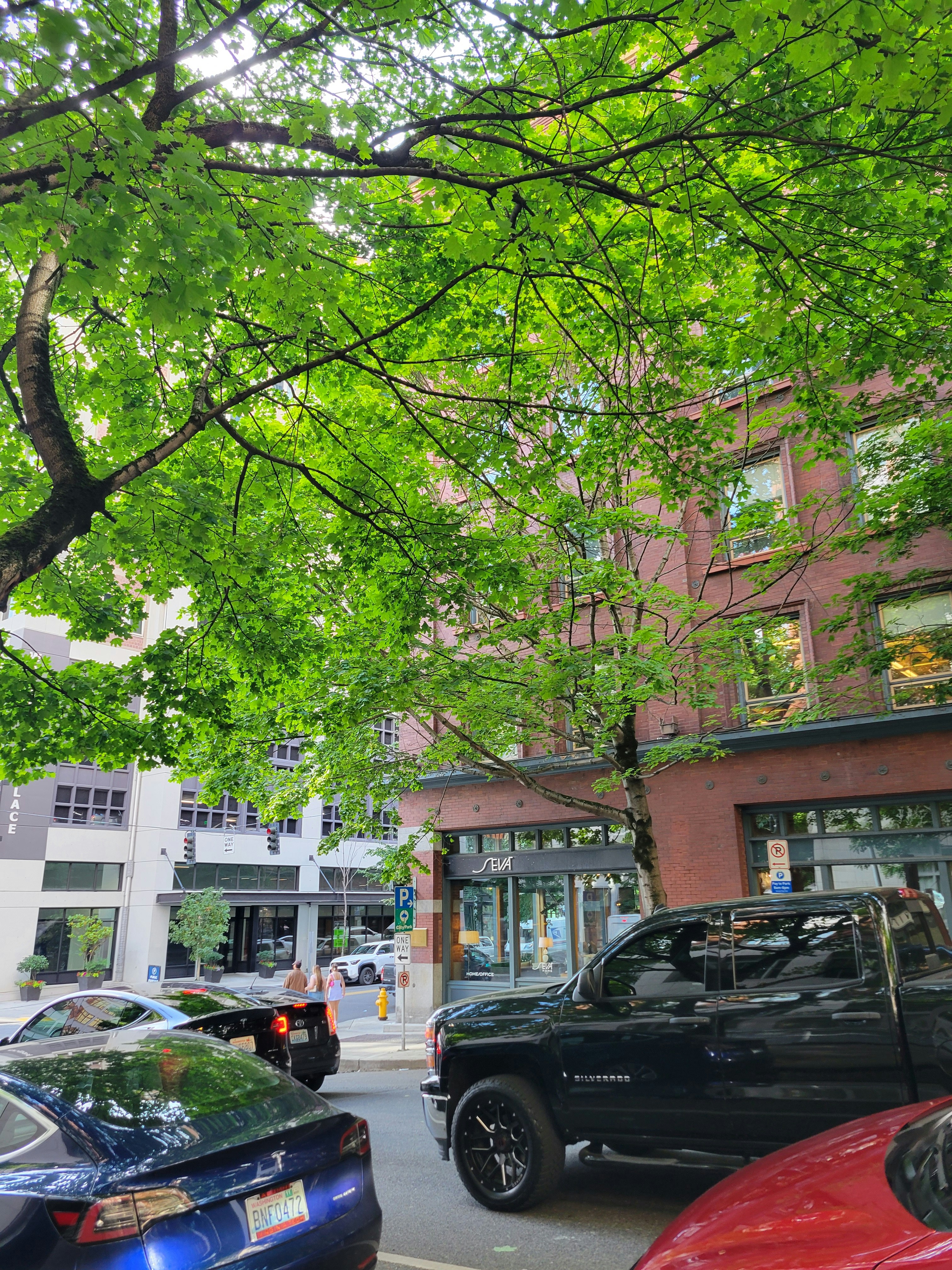 Urban Oasis: Nature's Embrace in the City