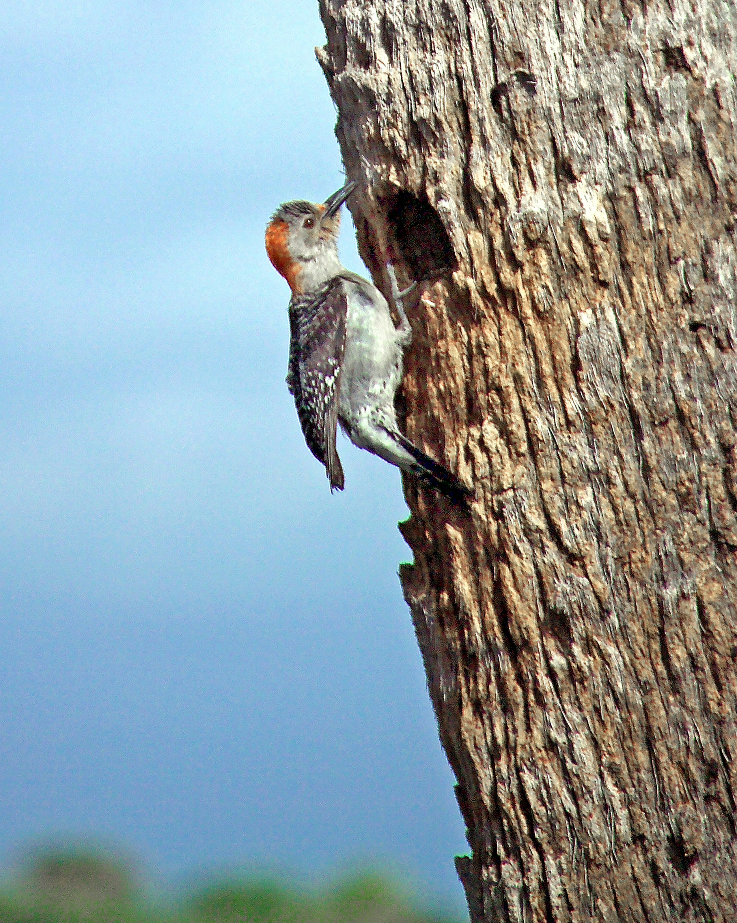A woodpecker is about to enter its nest. | A red-bellied woodpecker feeds near its nest.