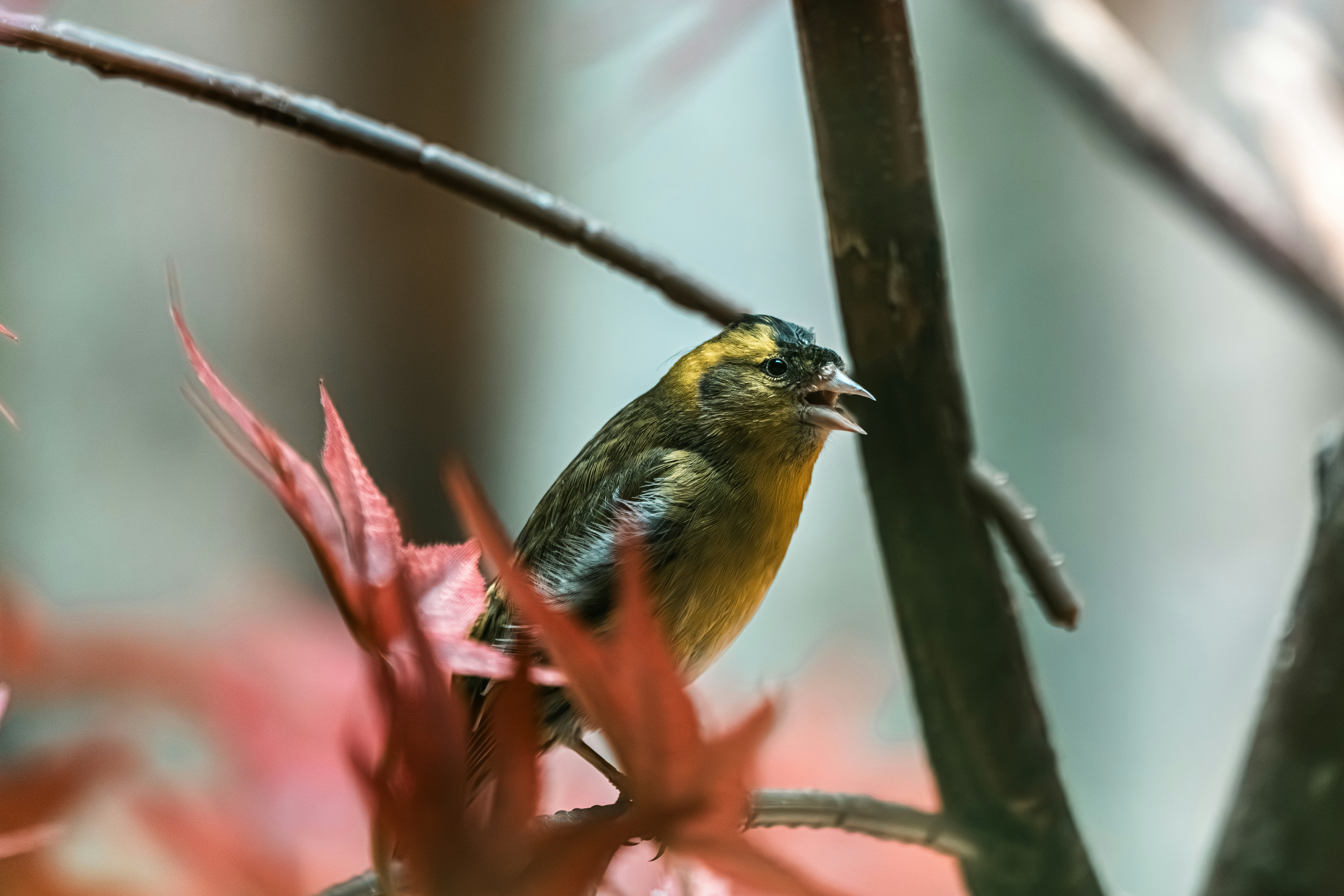 A colorful bird sits amongst red leaves.