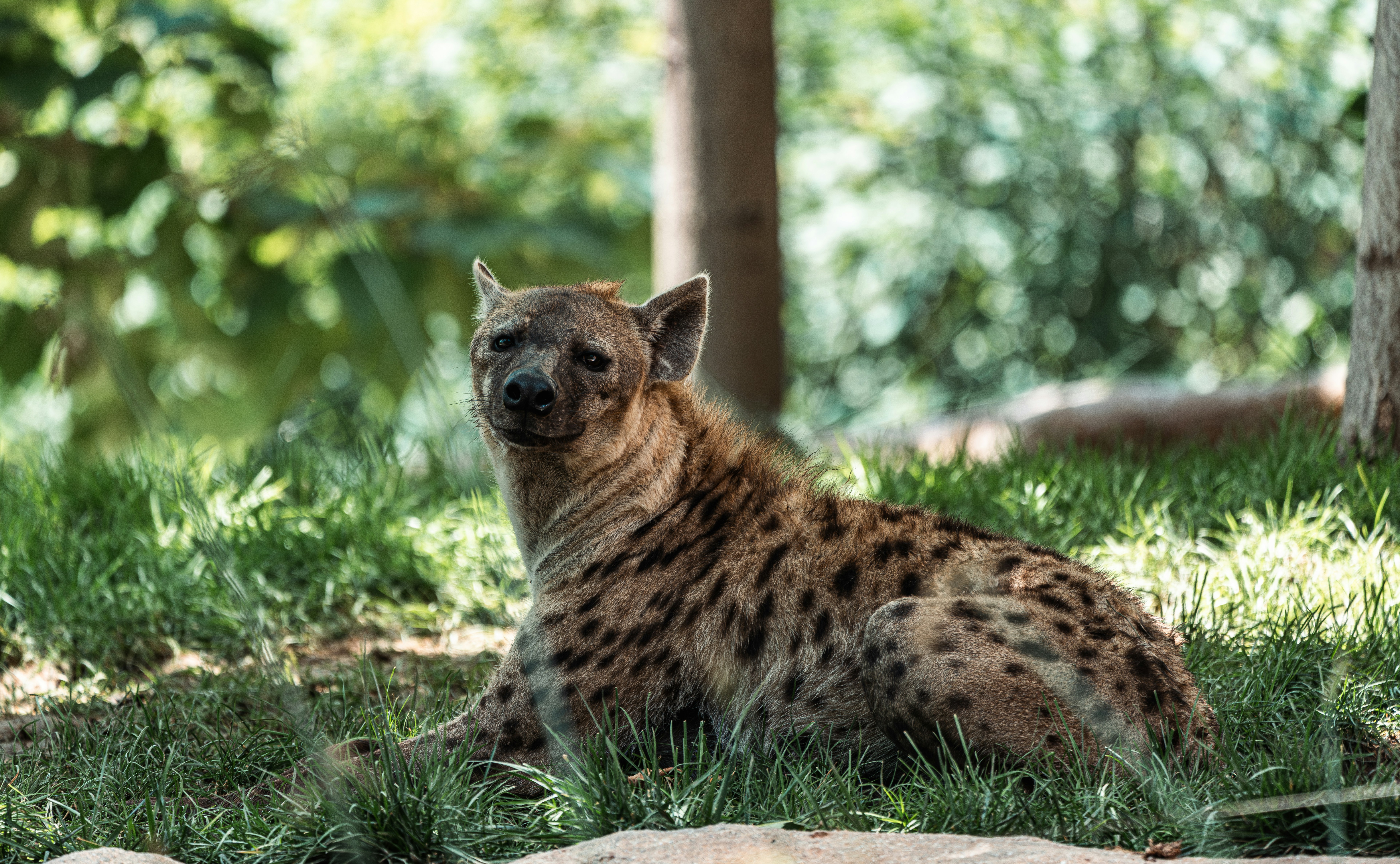 Hyena lounging in the grass, surrounded by dappled sunlight filtering through foliage. Its inquisitive gaze captures the essence of the wild.