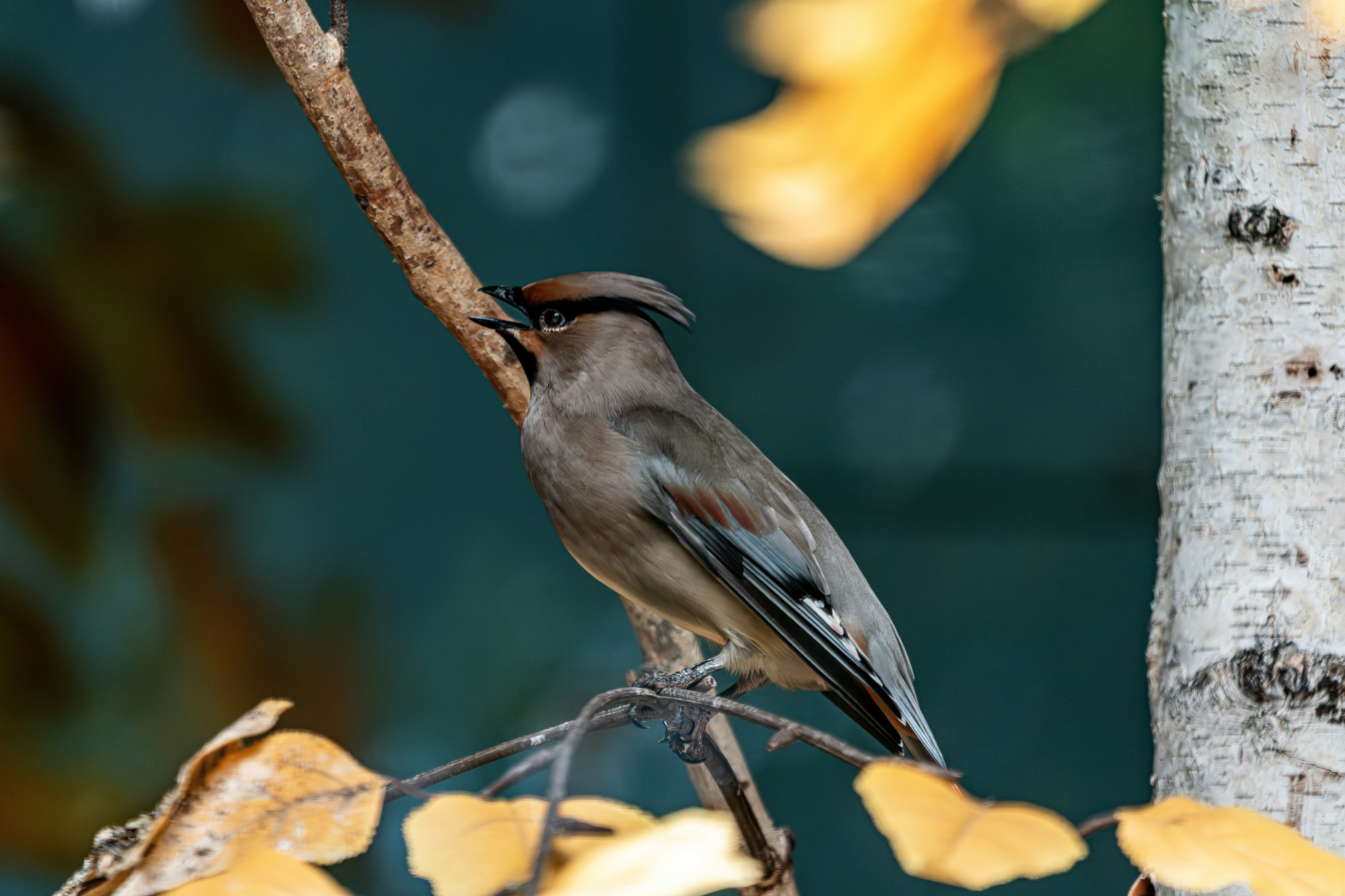 A bird perched on a branch amidst autumn leaves, showcasing its intricate plumage and attentive demeanor.