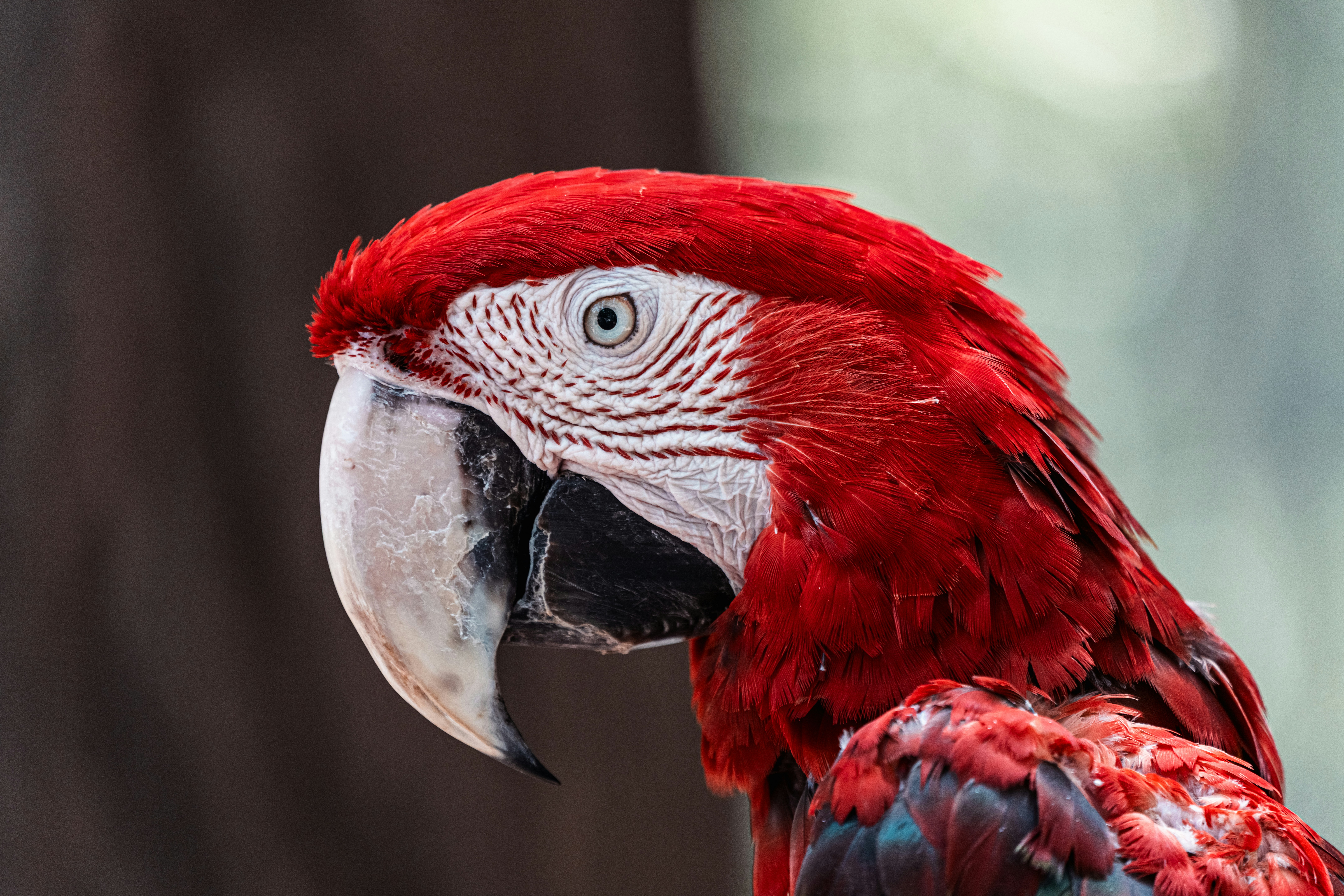 A vibrant red macaw poses for a photo.