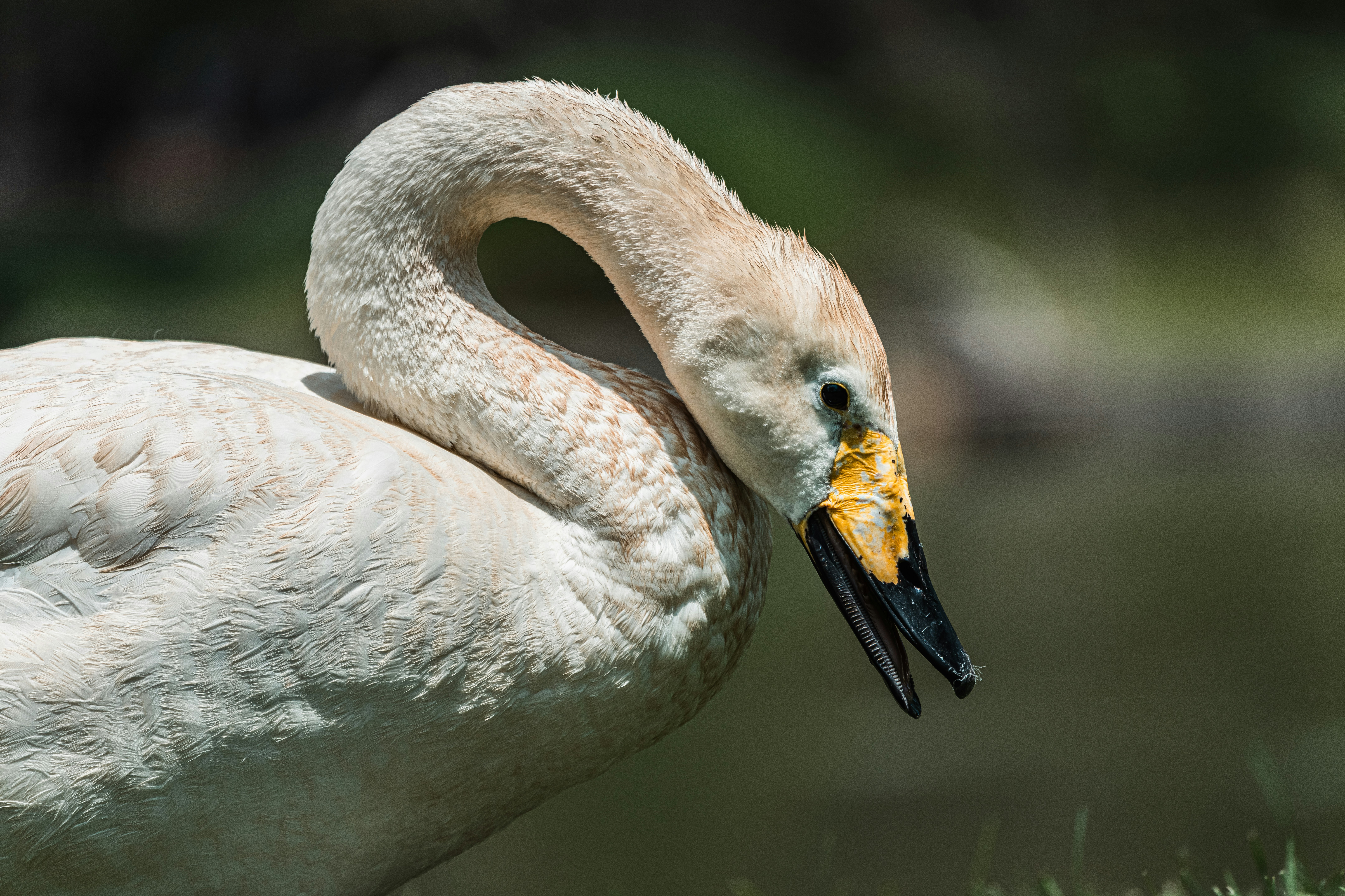 Graceful Curvature: A Swan's Serenade
