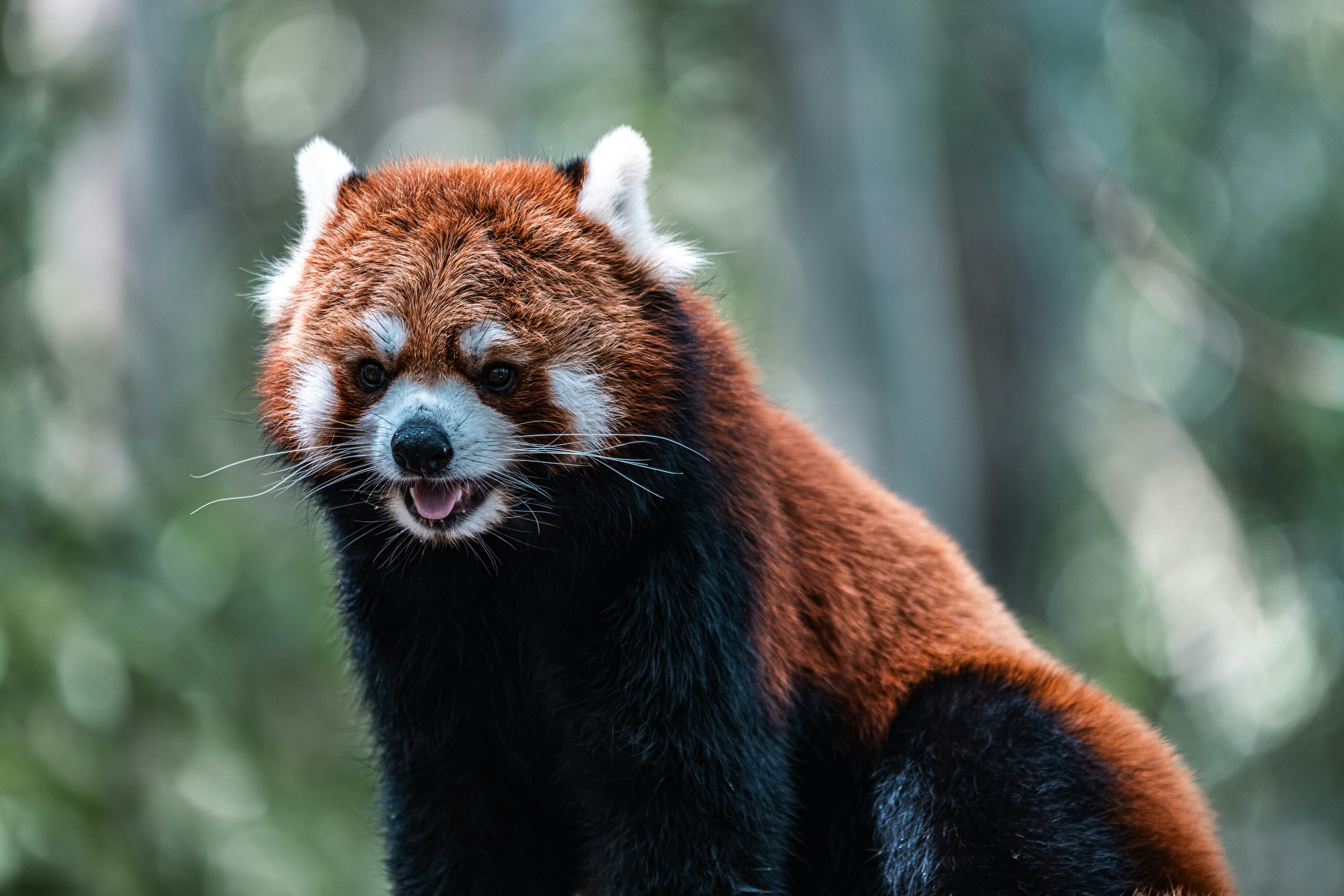A red panda perched on a branch, showcasing its vibrant fur and expressive face against a blurred forest backdrop.