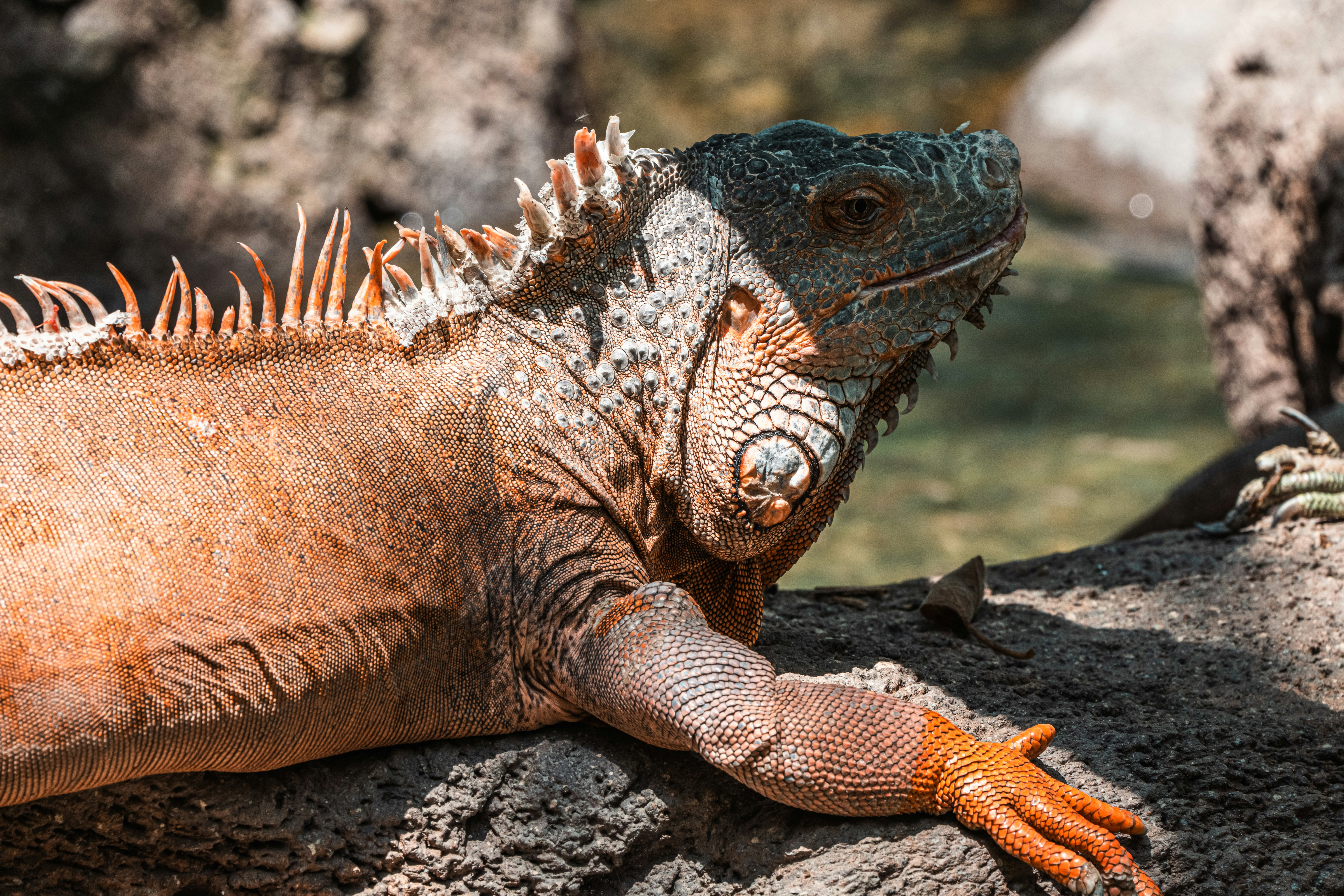 A large iguana basking on a rock, showcasing its vibrant orange and green scales under dappled sunlight.