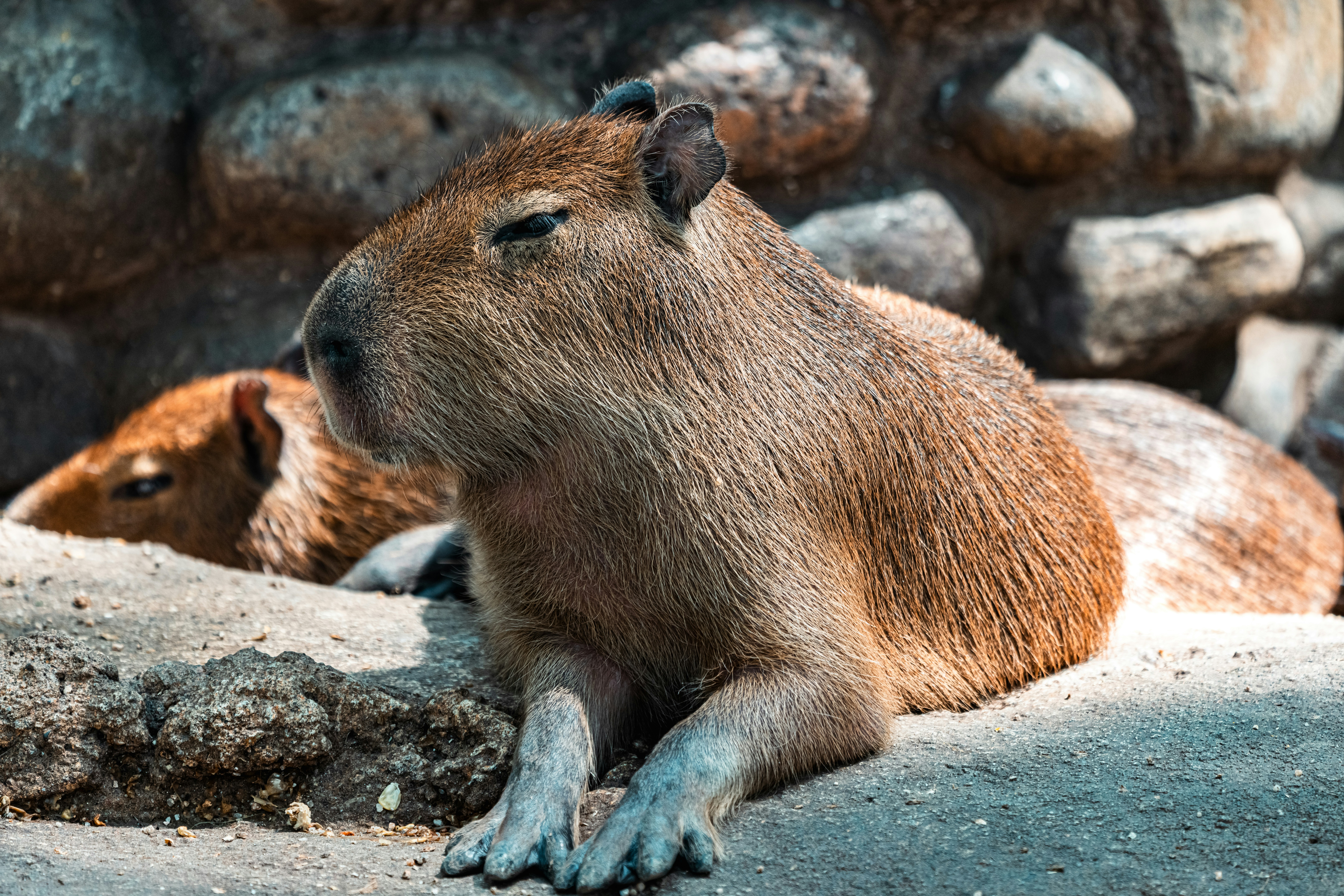 Capybaras relax peacefully on the ground.