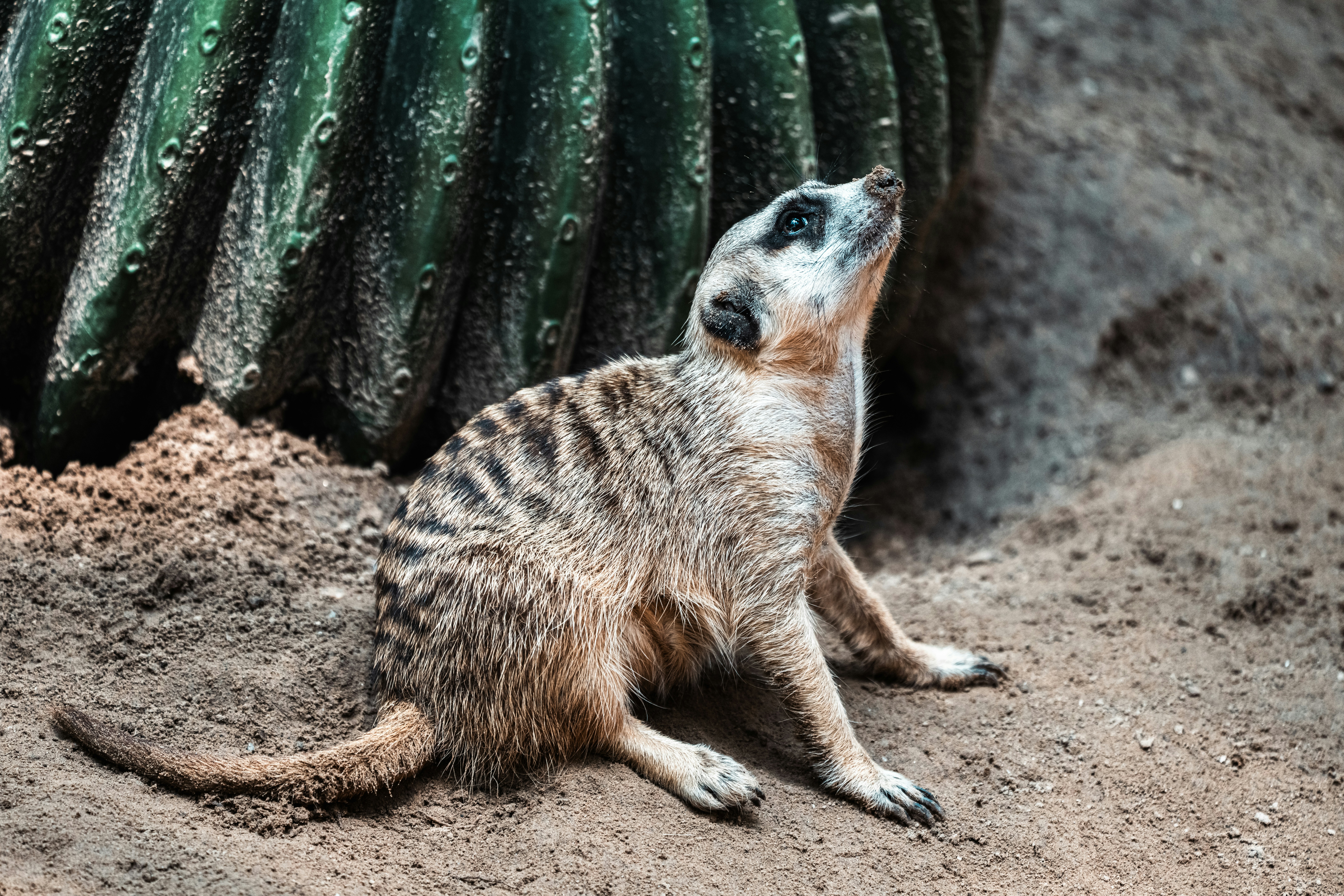 A meerkat gazes upwards, poised in a moment of curiosity, surrounded by earthy tones and the texture of a cactus.