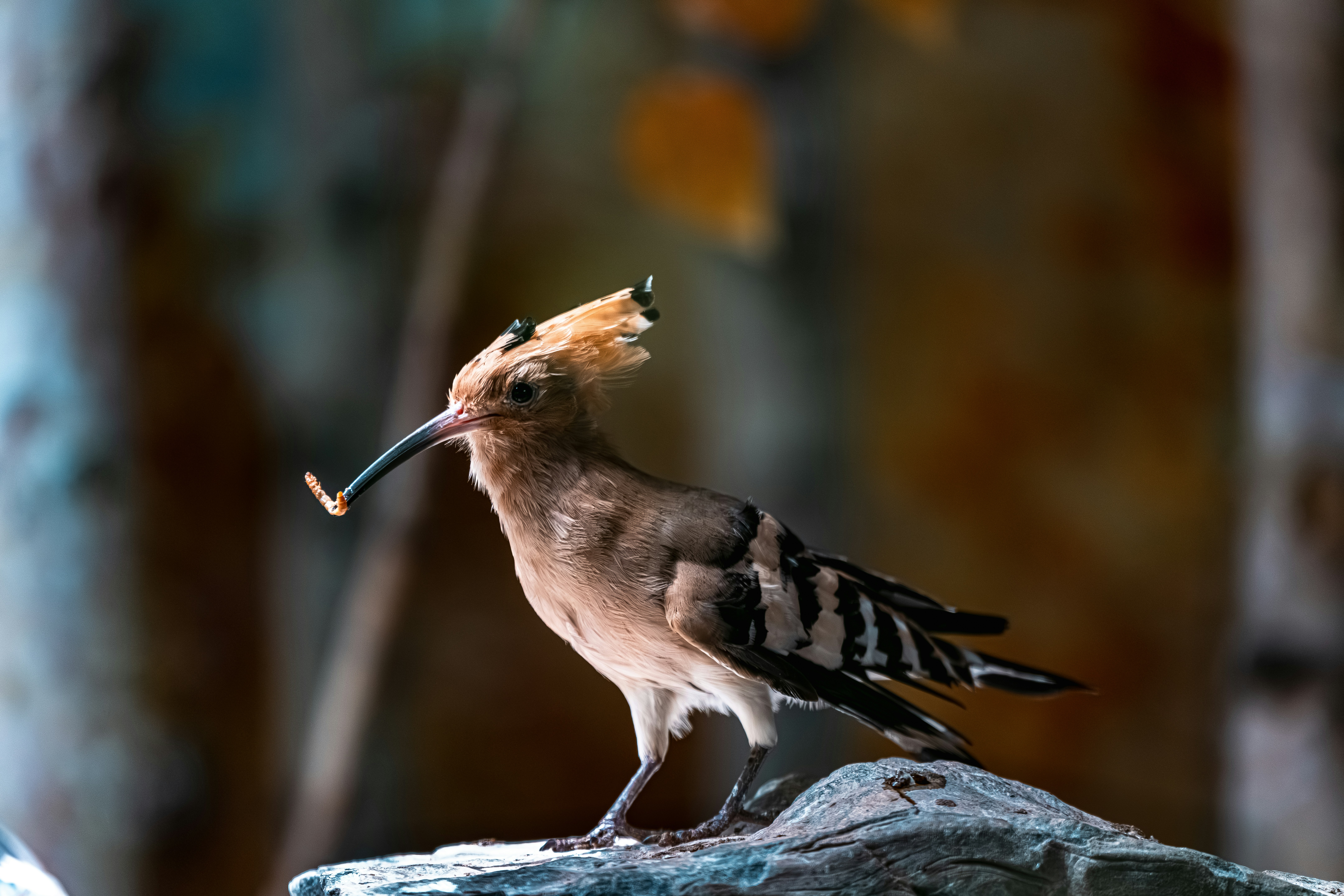 A Eurasian hoopoe proudly holds a worm in its beak while perched on a rock, surrounded by a softly blurred forest backdrop.