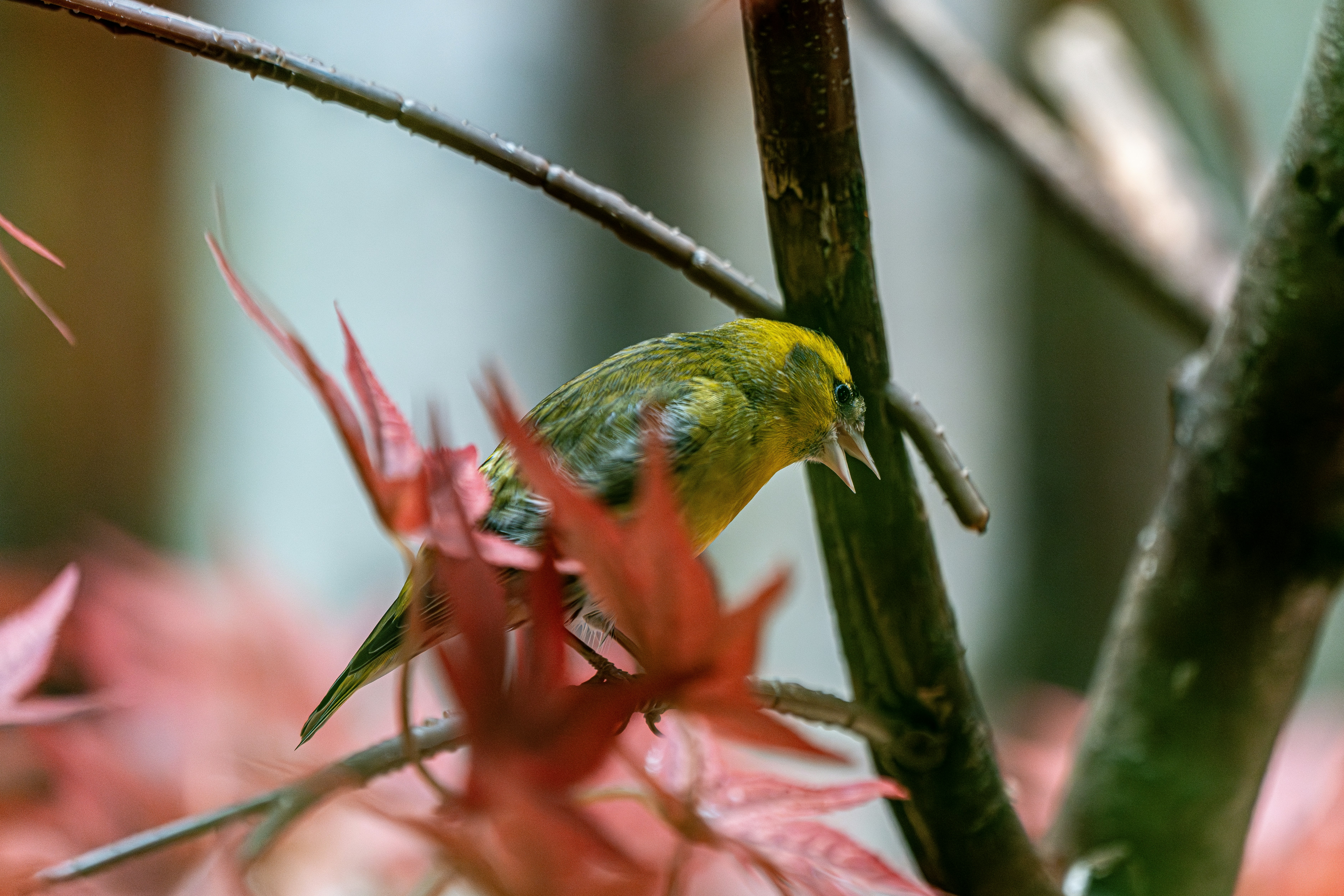 A small yellow bird perched on a branch.