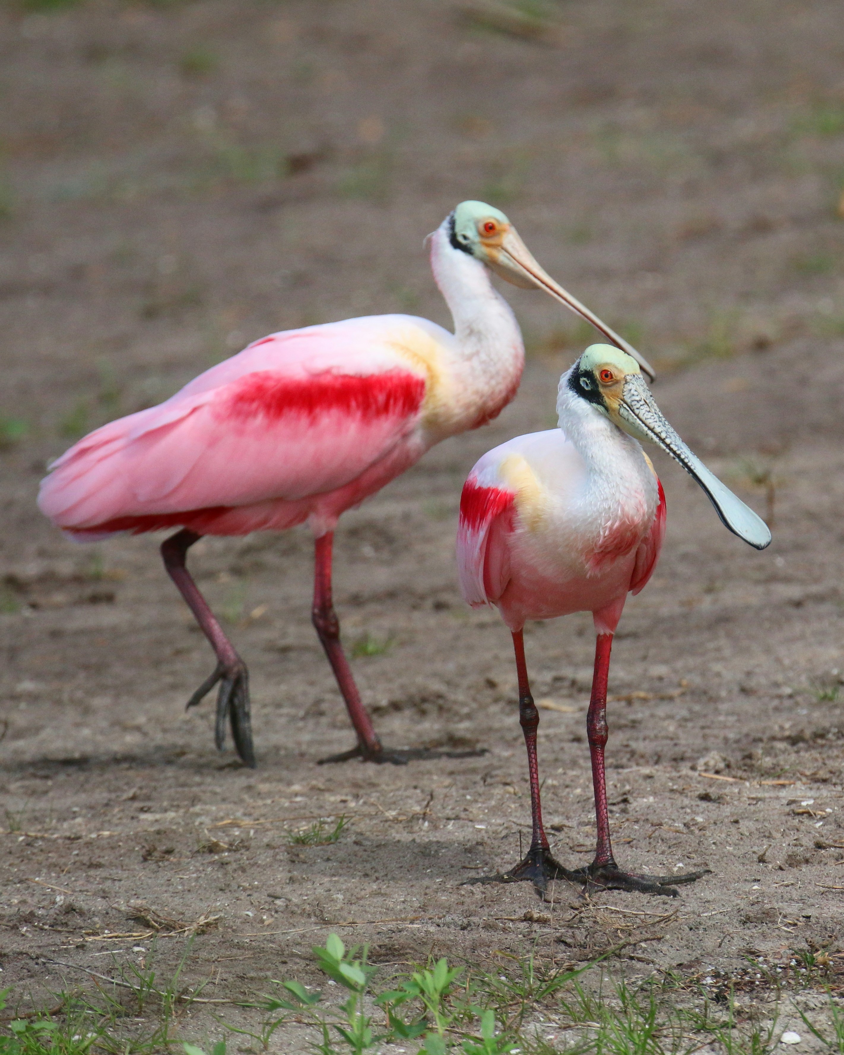 Harmony in Pink: A Pair of Roseate Spoonbills
