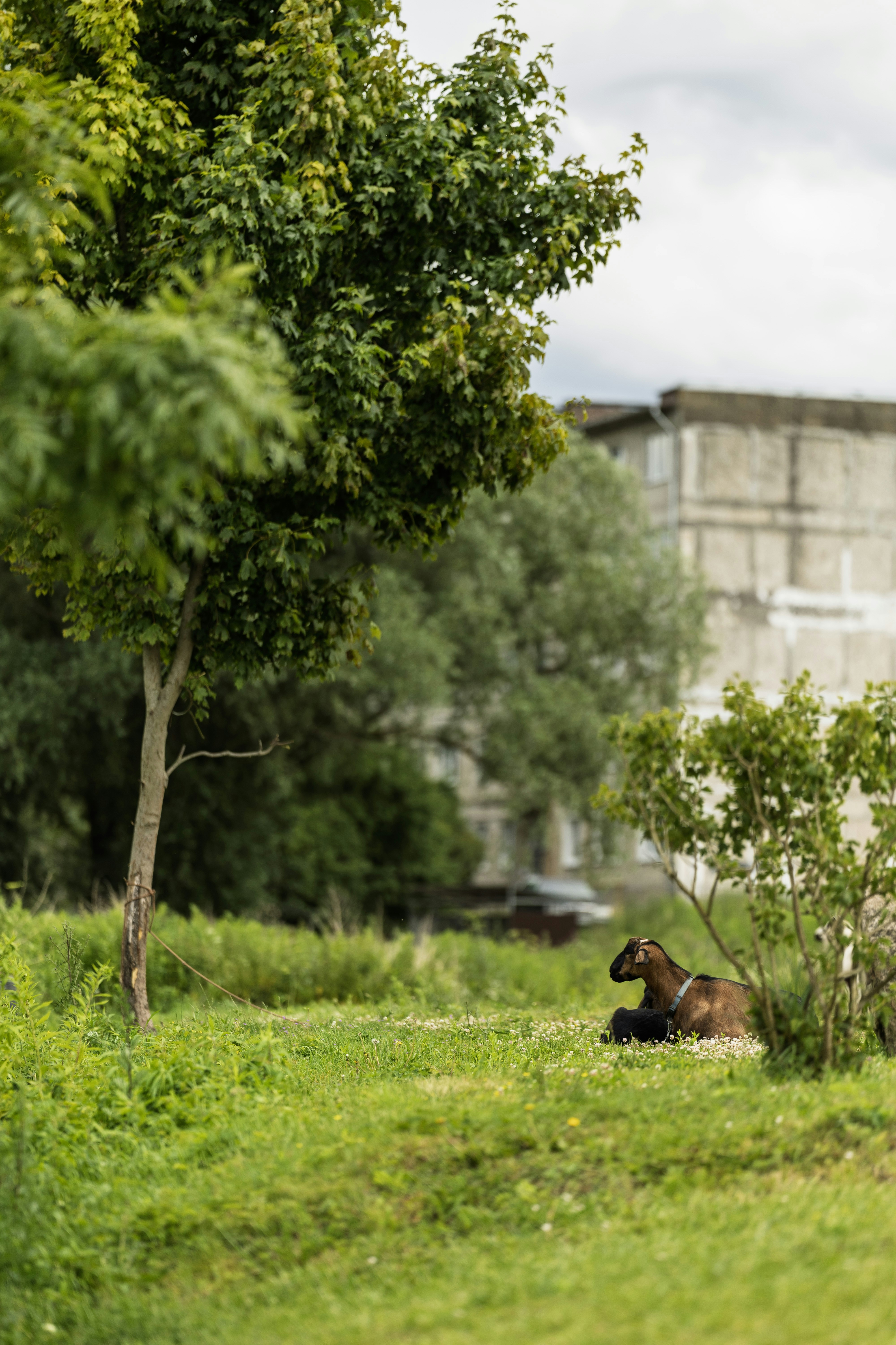 Serene Pastoral Moment