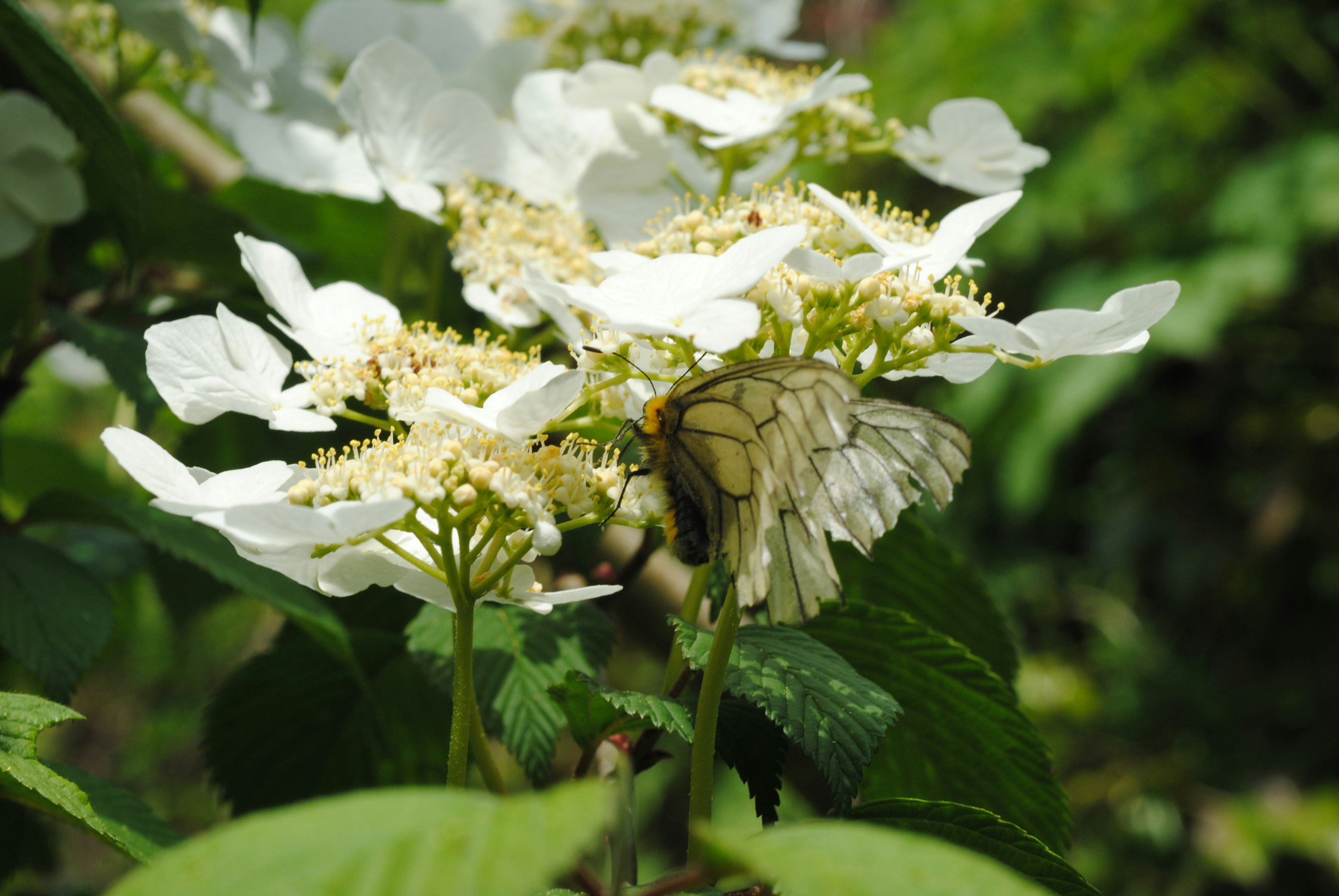 Fluttering cameo on a crown of white blossoms