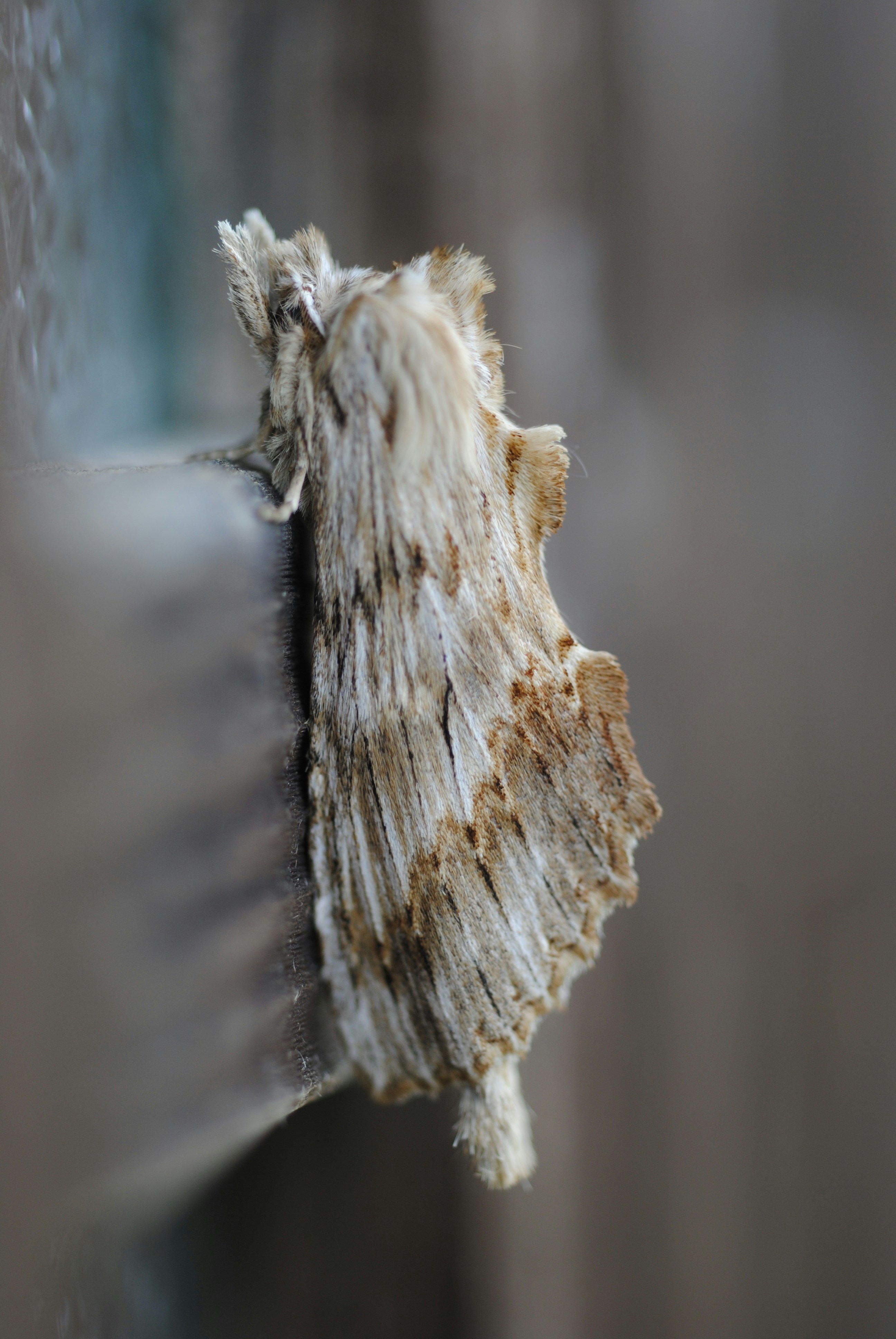 Nature's Camouflage: The Hidden Moth
