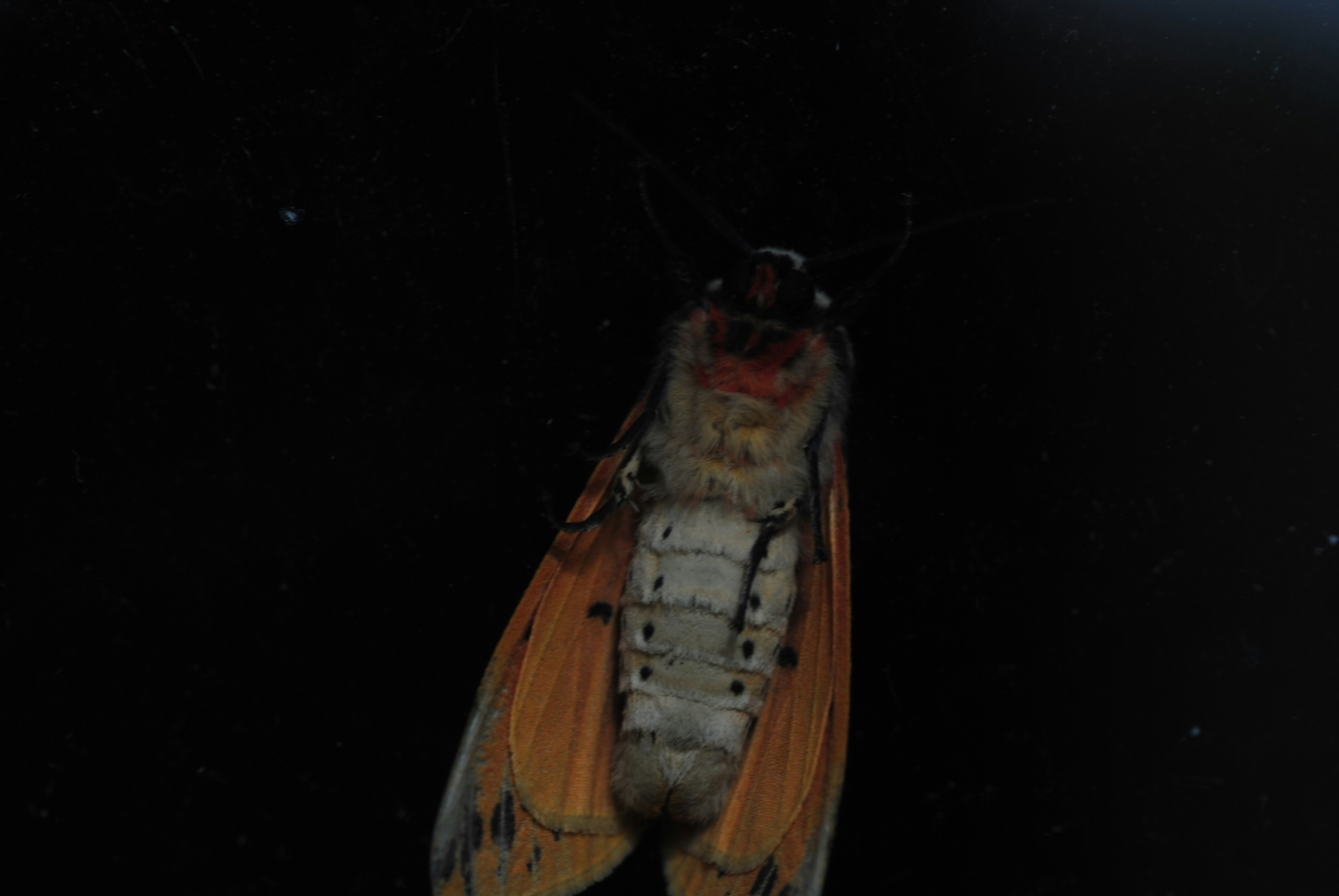 Whispers of the Night: A Moth's Elegance