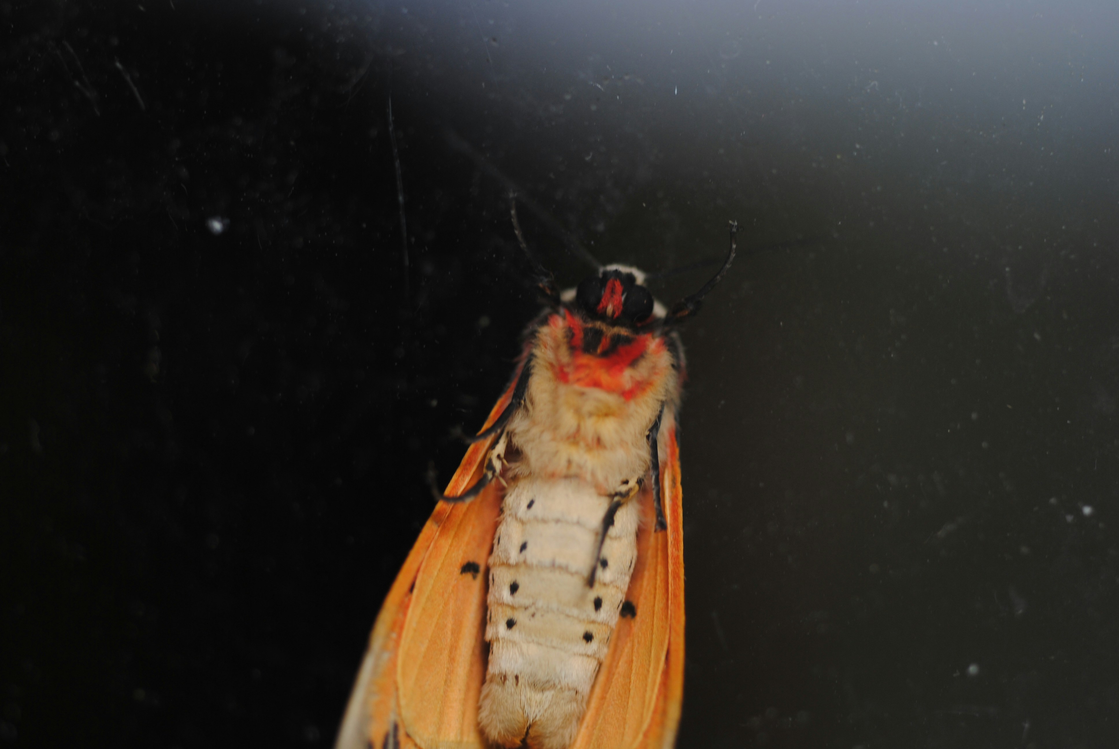 Crimson-Striped Moth Clinging to a Dusty Glass Pane