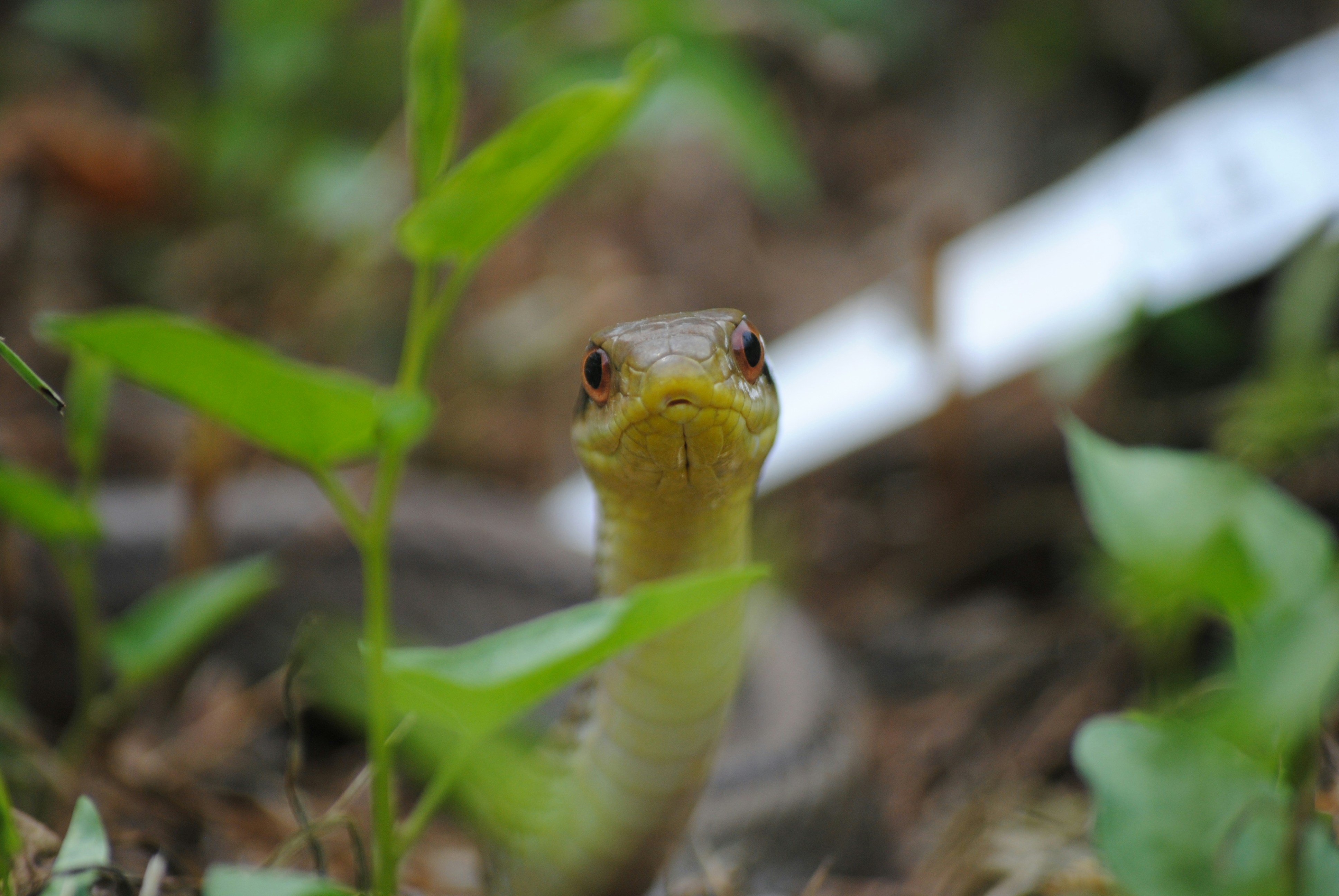 A snake stares directly at the viewer.