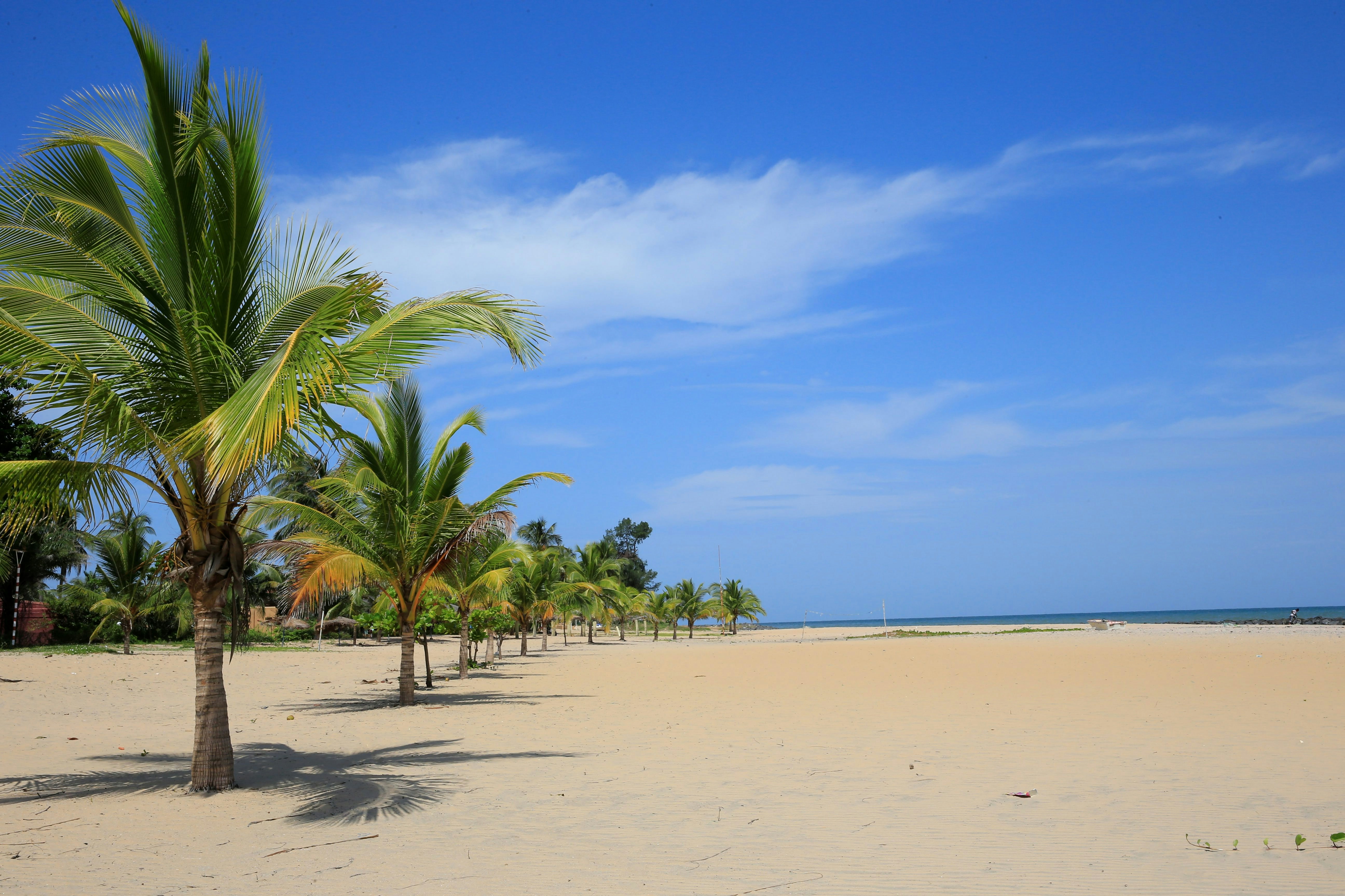 A peaceful stretch of Kotu Beach with rows of palm trees and wide open sands under a bright blue sky. A picture-perfect setting for beach lovers. | Palm trees line a beautiful, sunny beach.