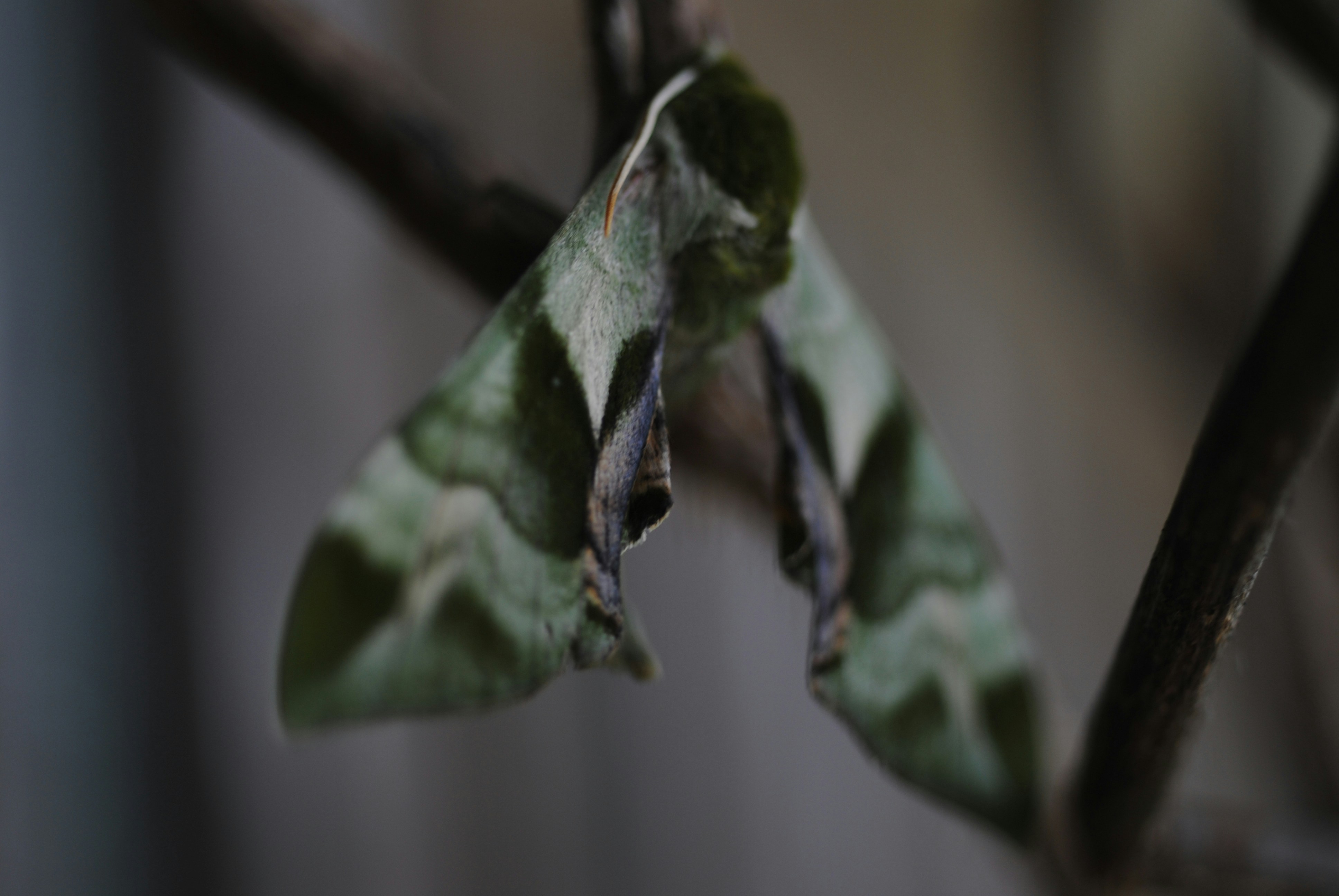 Nature's Camouflage: The Hidden Moth