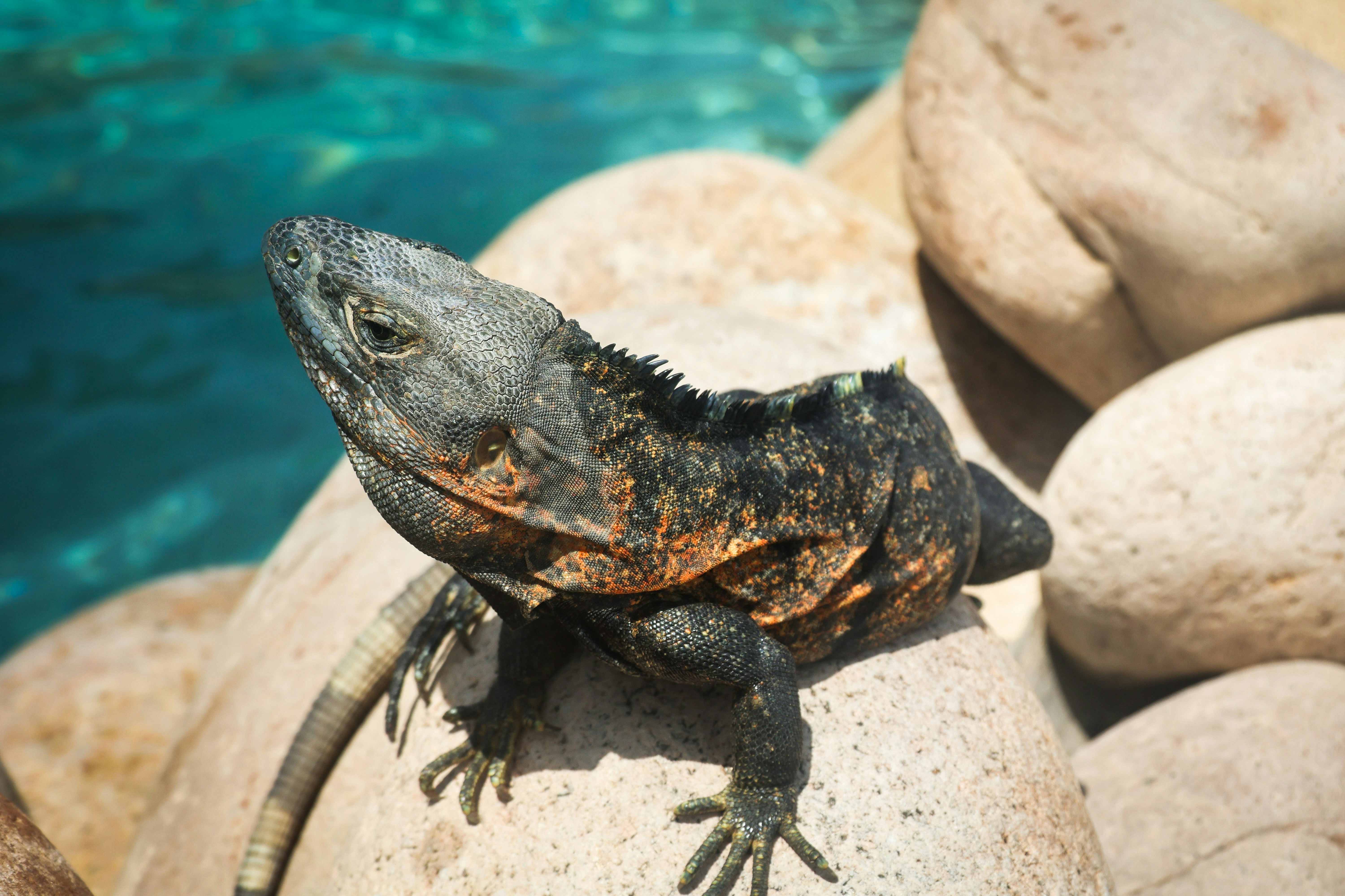 Sun-Warmed Granite Lizard Beside Turquoise Coastal Waters