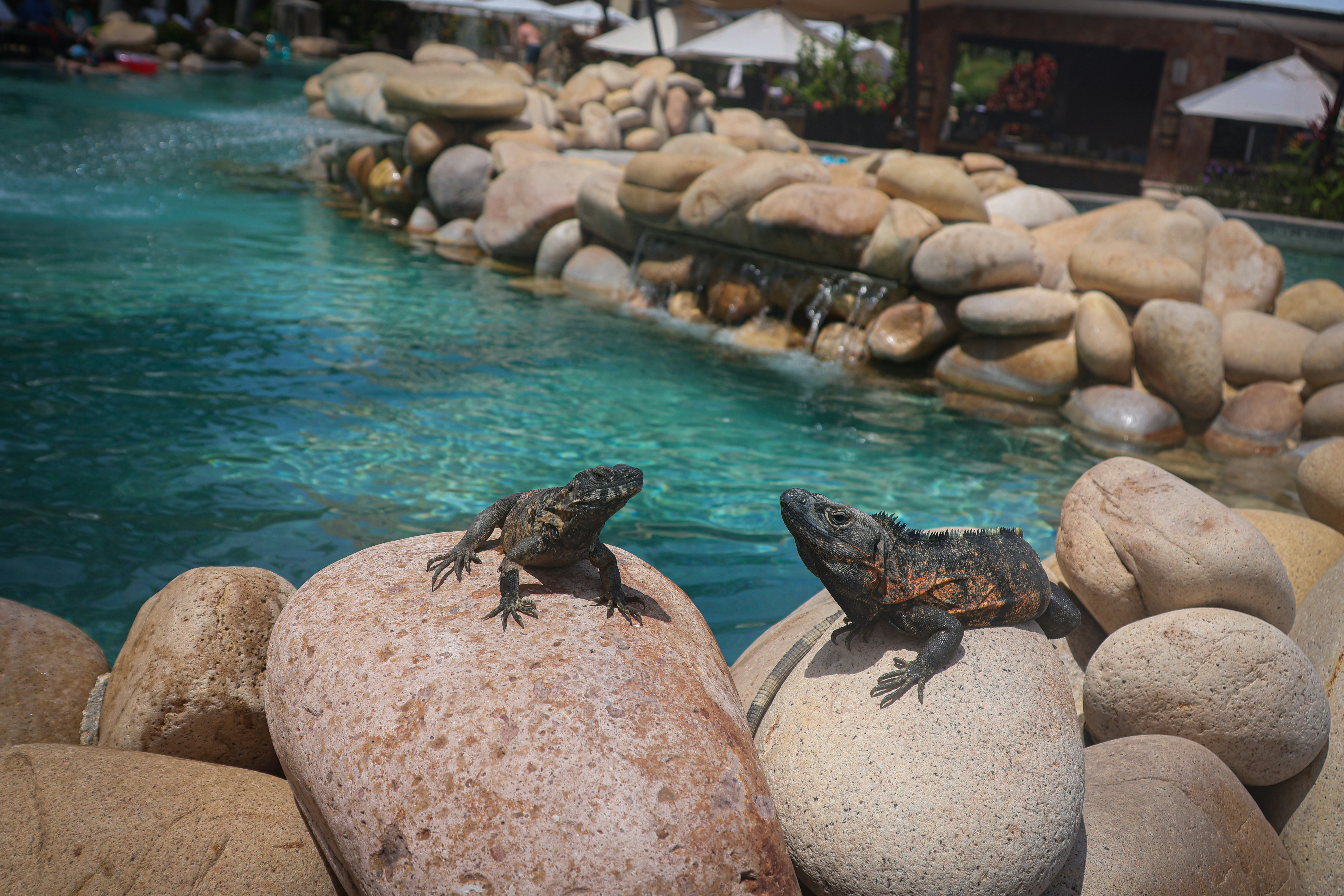 Pebble-Throne Duo: Lizards on Smooth Rocks by a Turquoise Pool