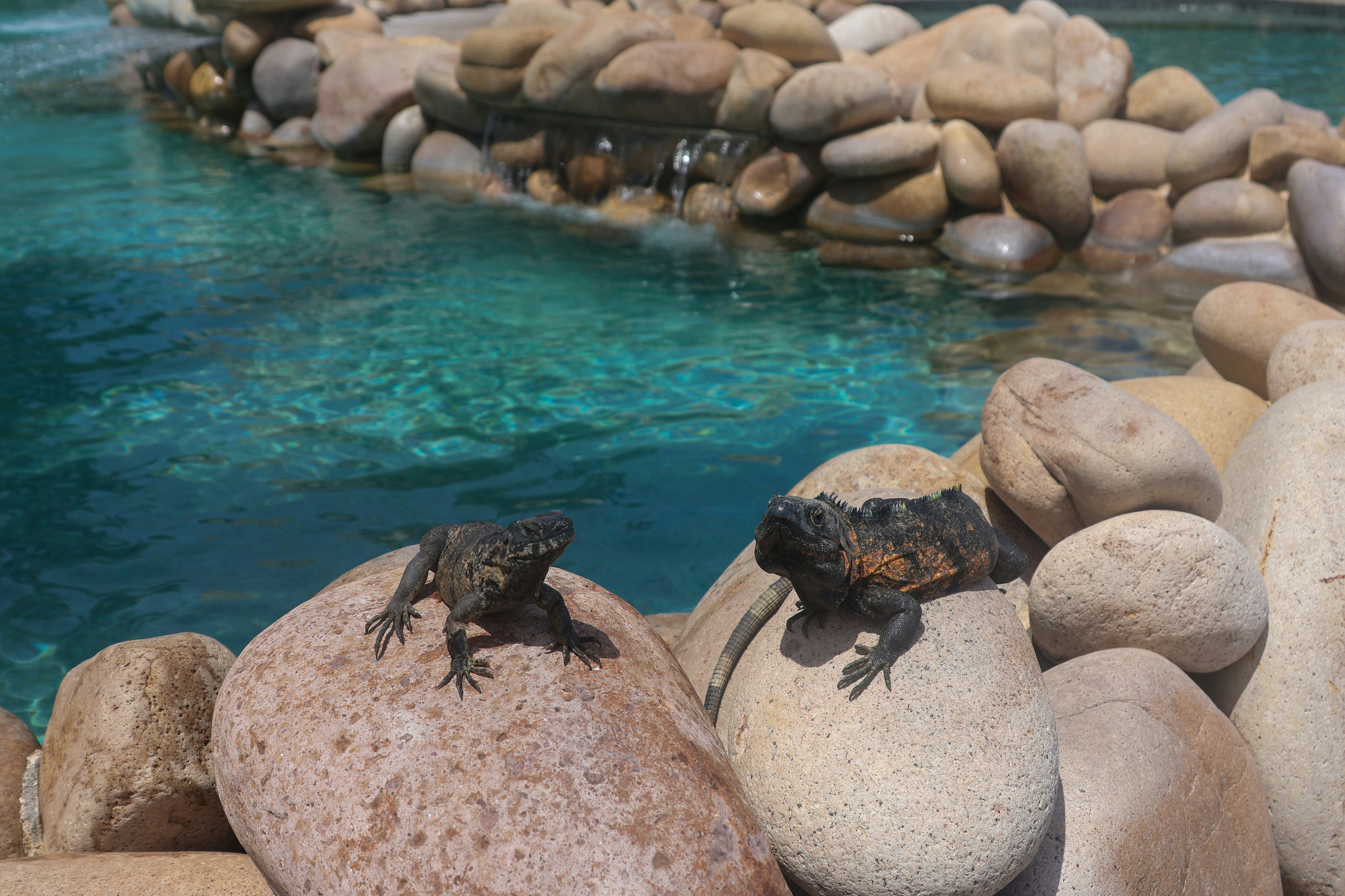 Lizards in Their Element: A Serene Encounter
