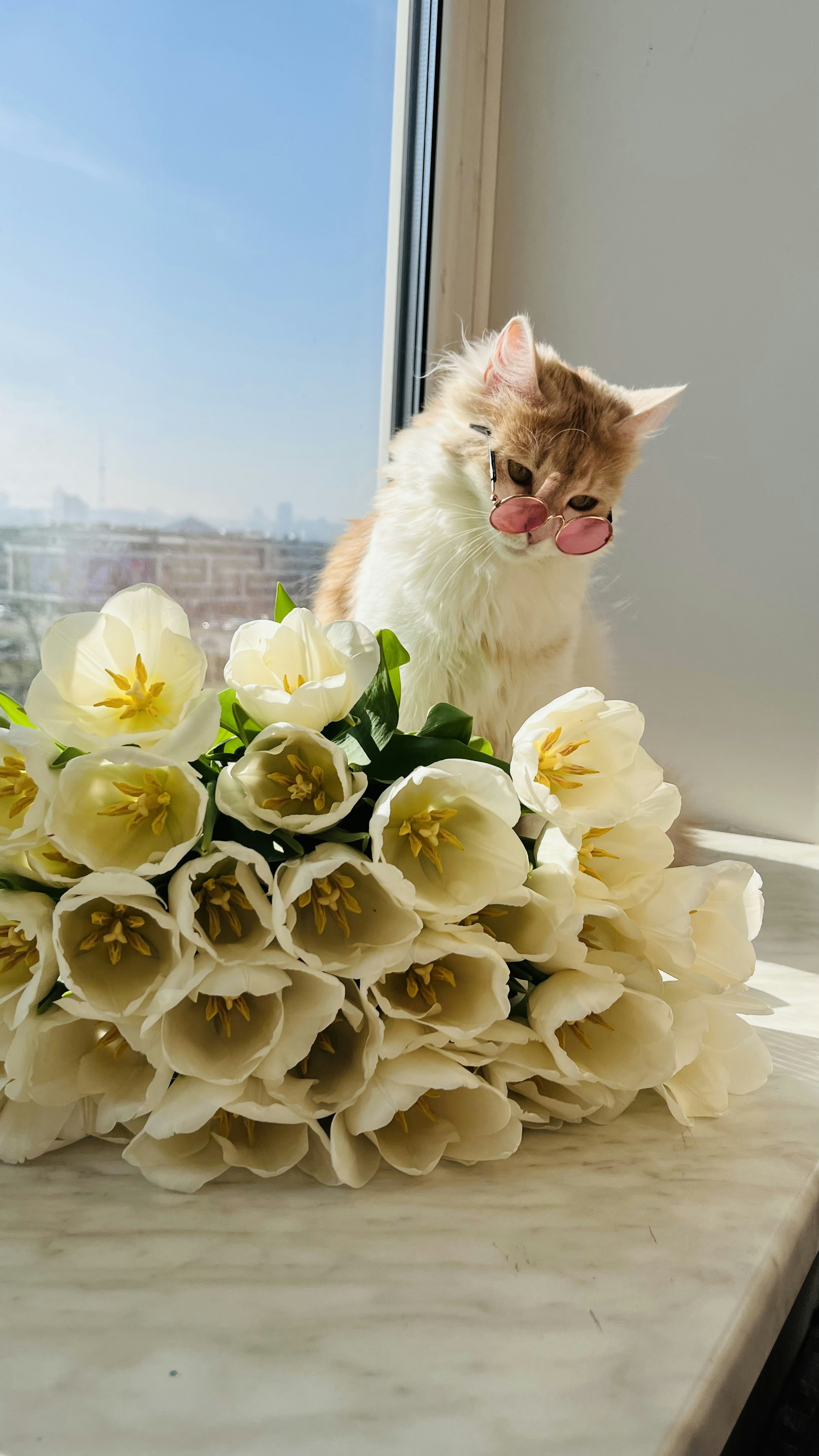 Whiskered Elegance in Floral Harmony
