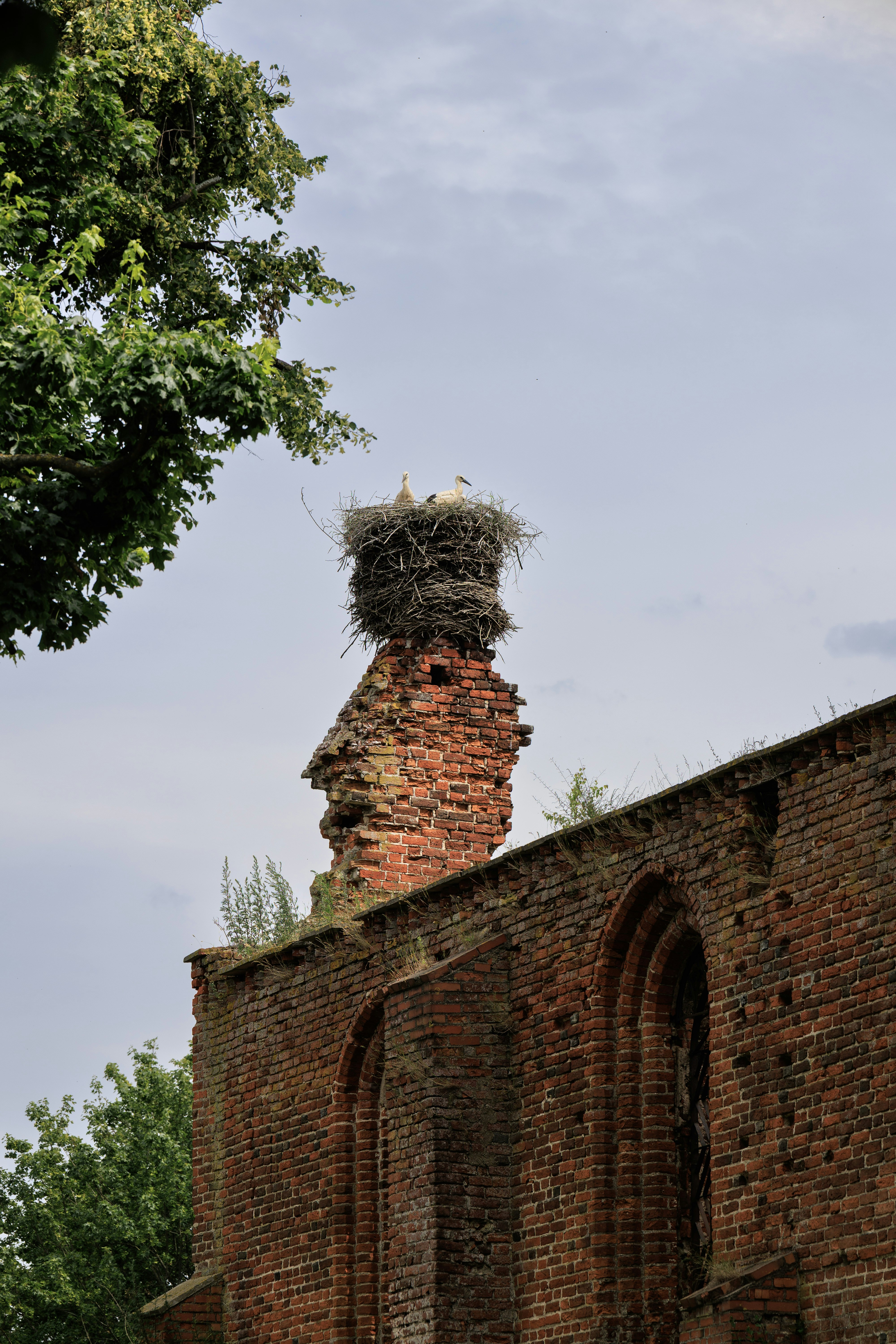 Nature's Refuge: A Nest Amidst Ruins