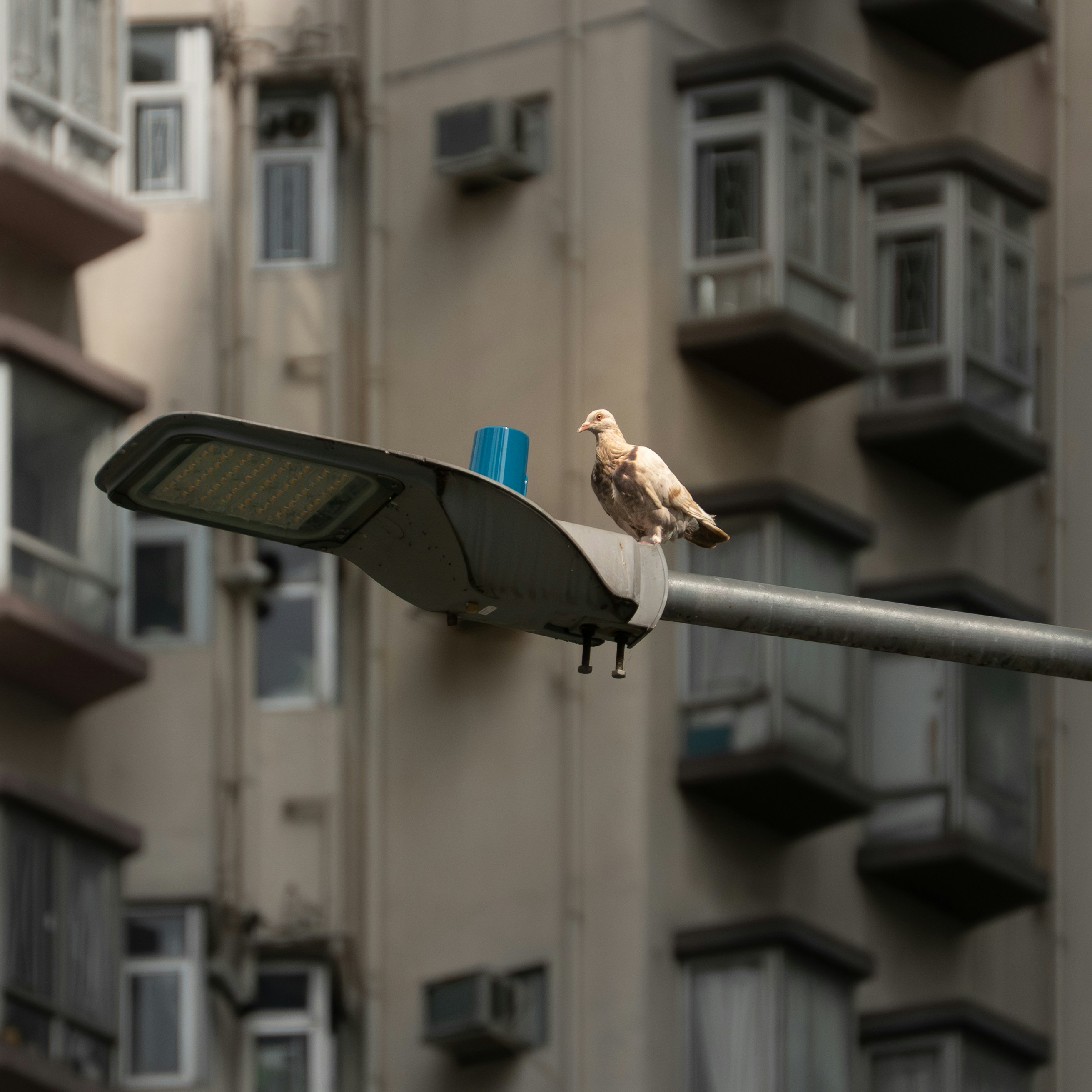 Urban Sentinel: A Pigeon’s Perch