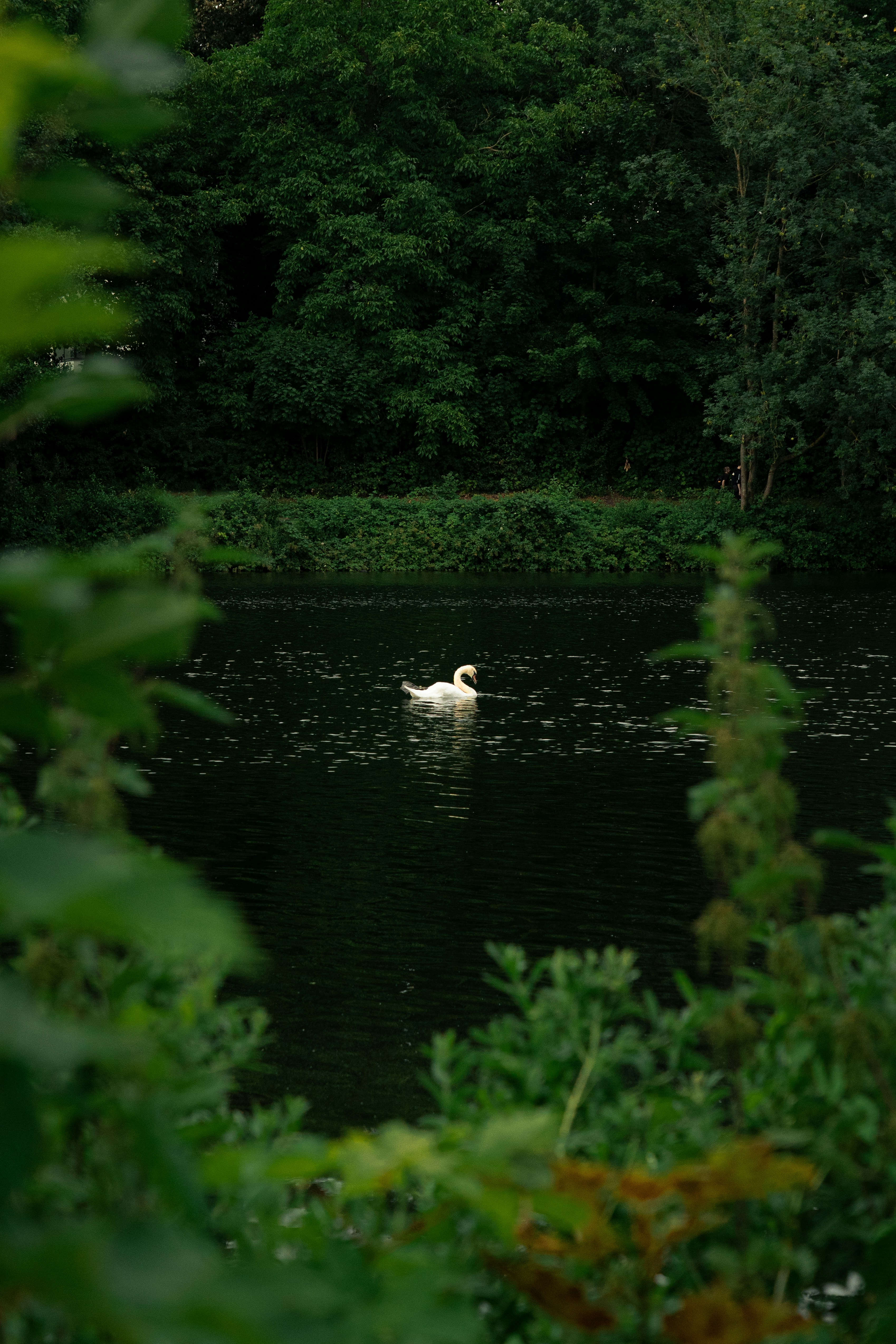 Serene Reflections of Nature's Grace