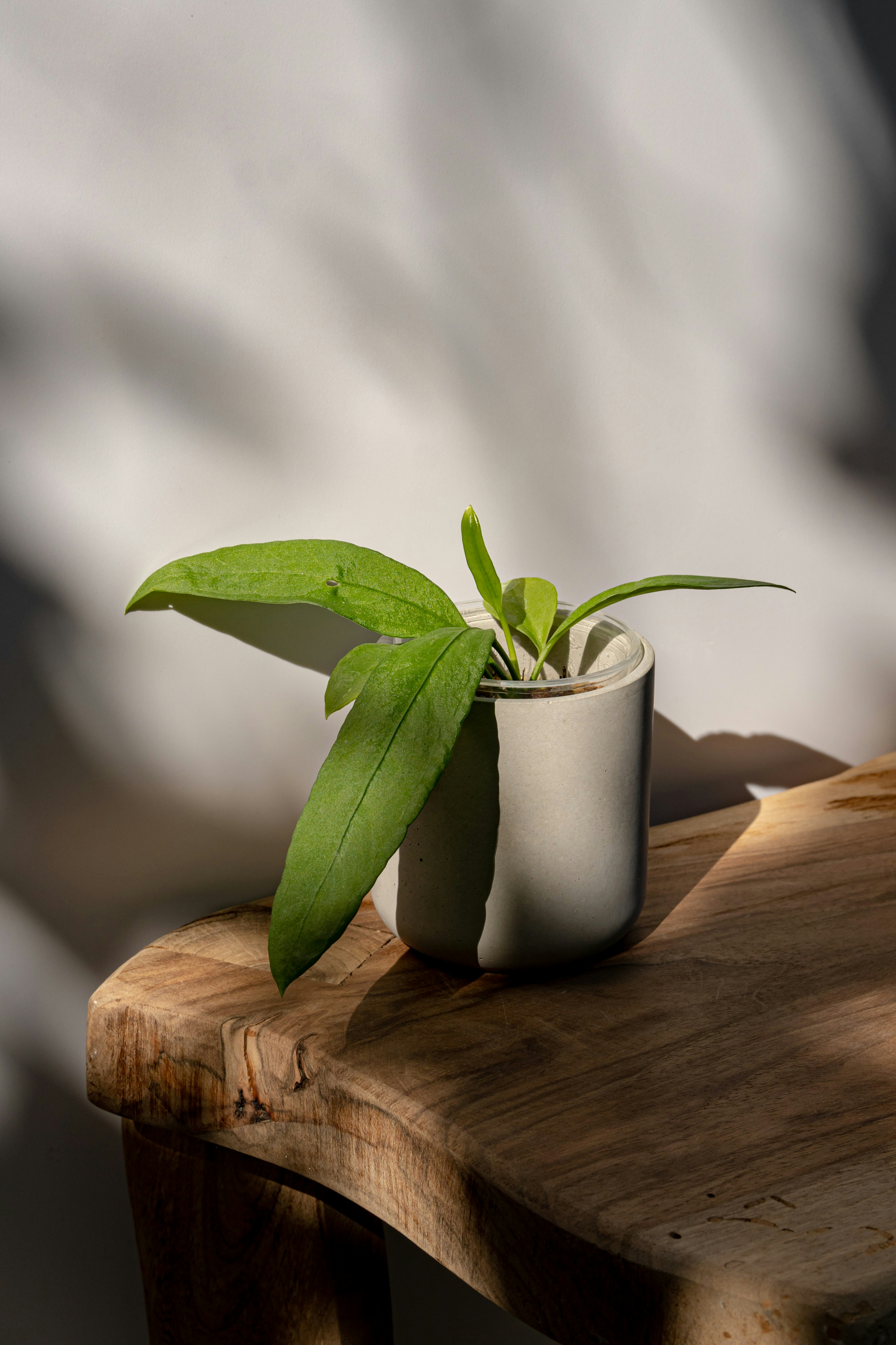 Anthurium vittarifolium | A plant sits in a broken, ceramic vase.