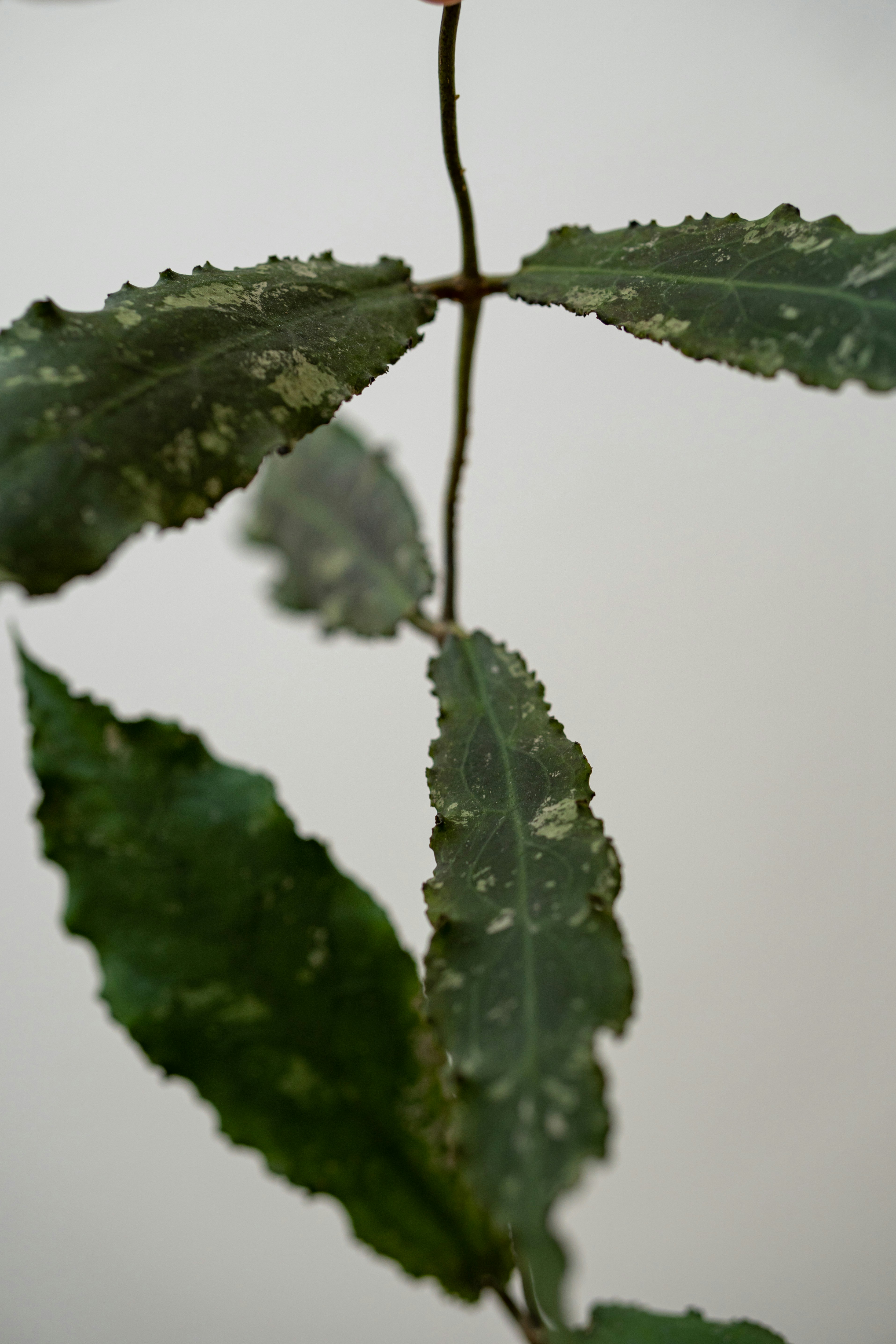 Whispers of Nature: A Leafy Perspective