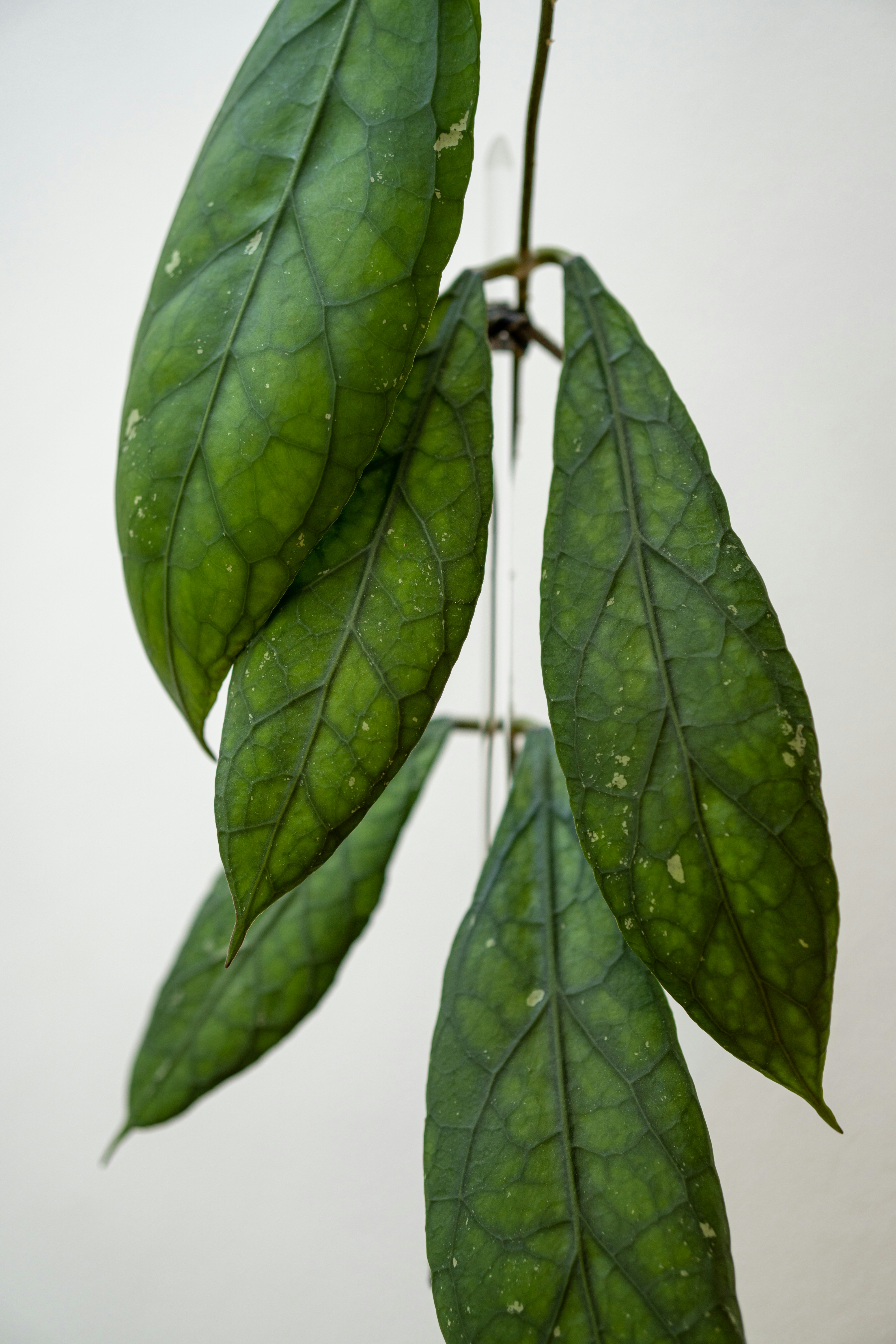 Hoya clemensiorum sarawak | Close-up of a plant with beautiful textured leaves.