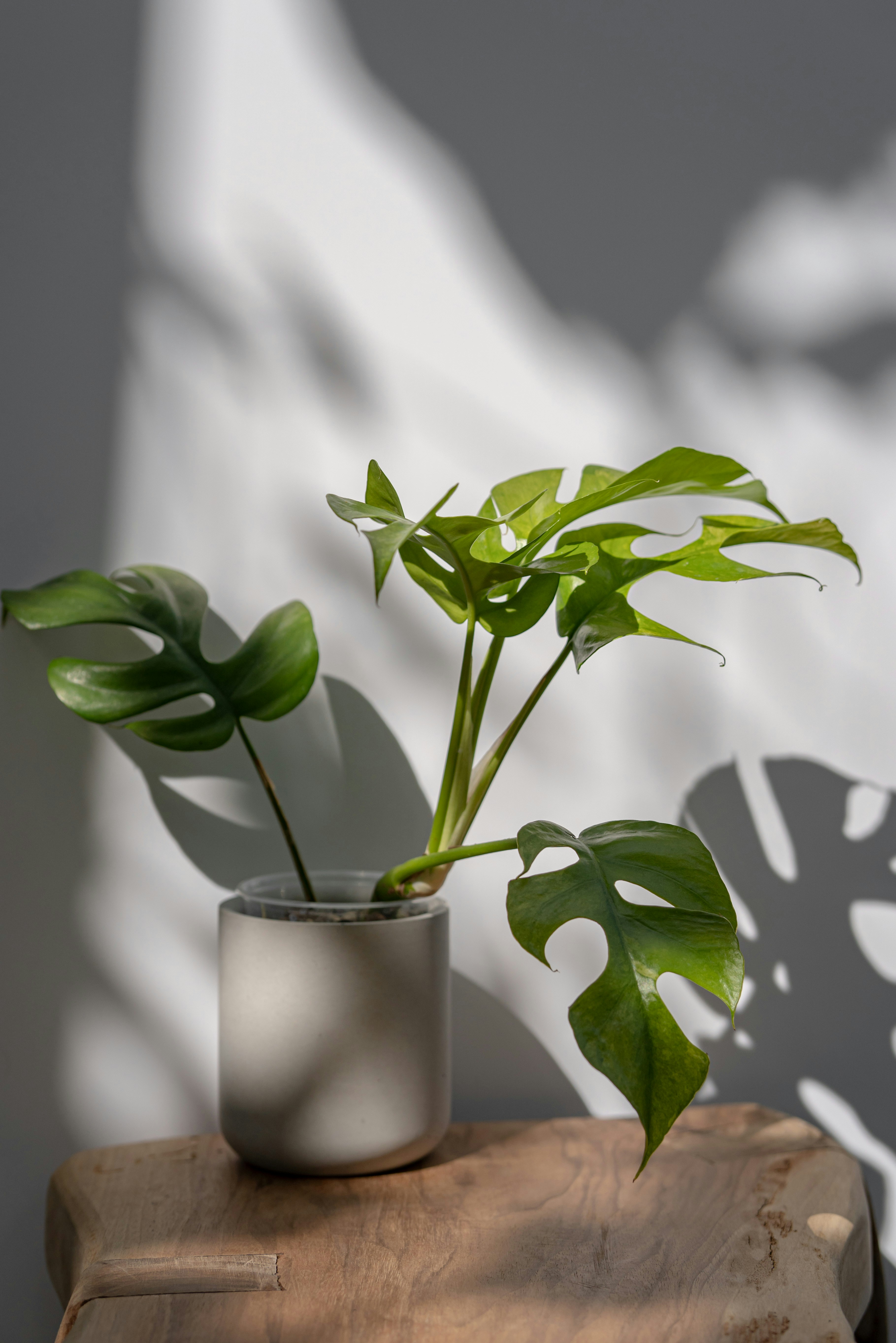 Rhaphidophora tetrasperma mint | A potted plant is lit by sunlight.