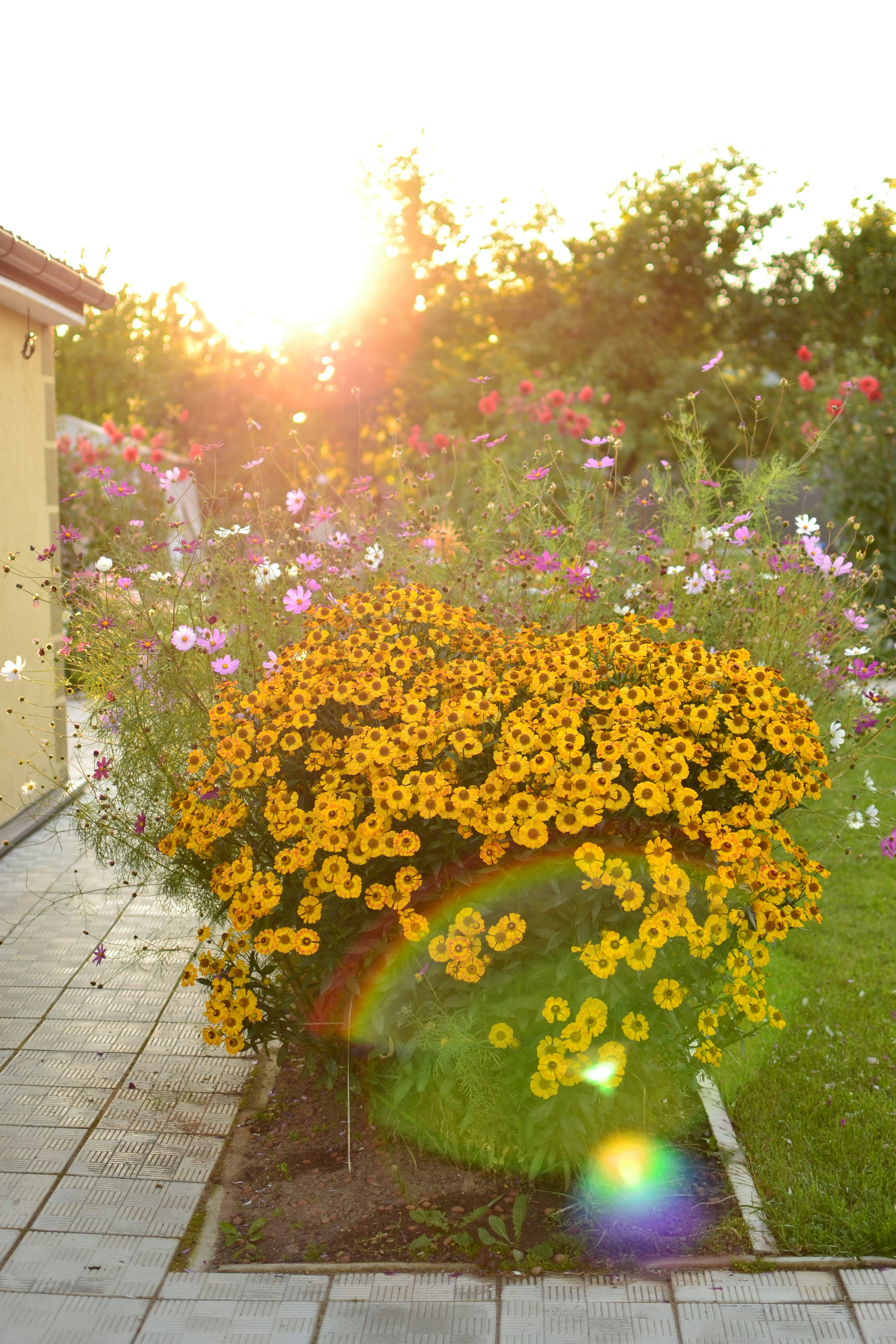 Vibrant cluster of yellow flowers basking in golden sunlight, surrounded by a colorful array of other blooms. A serene garden scene unfolds at sunset.