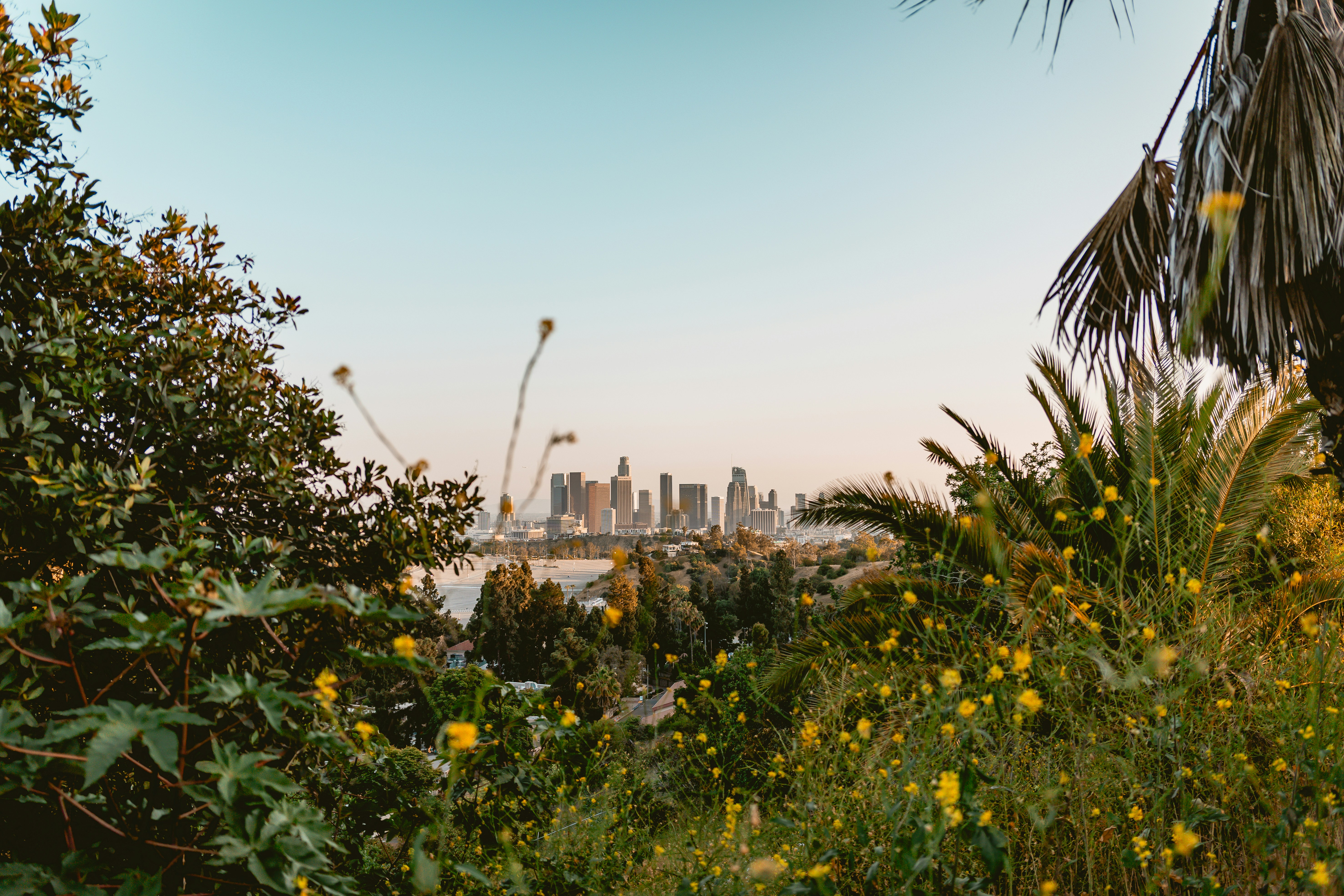 City Silhouette Framed by Wildflower View
