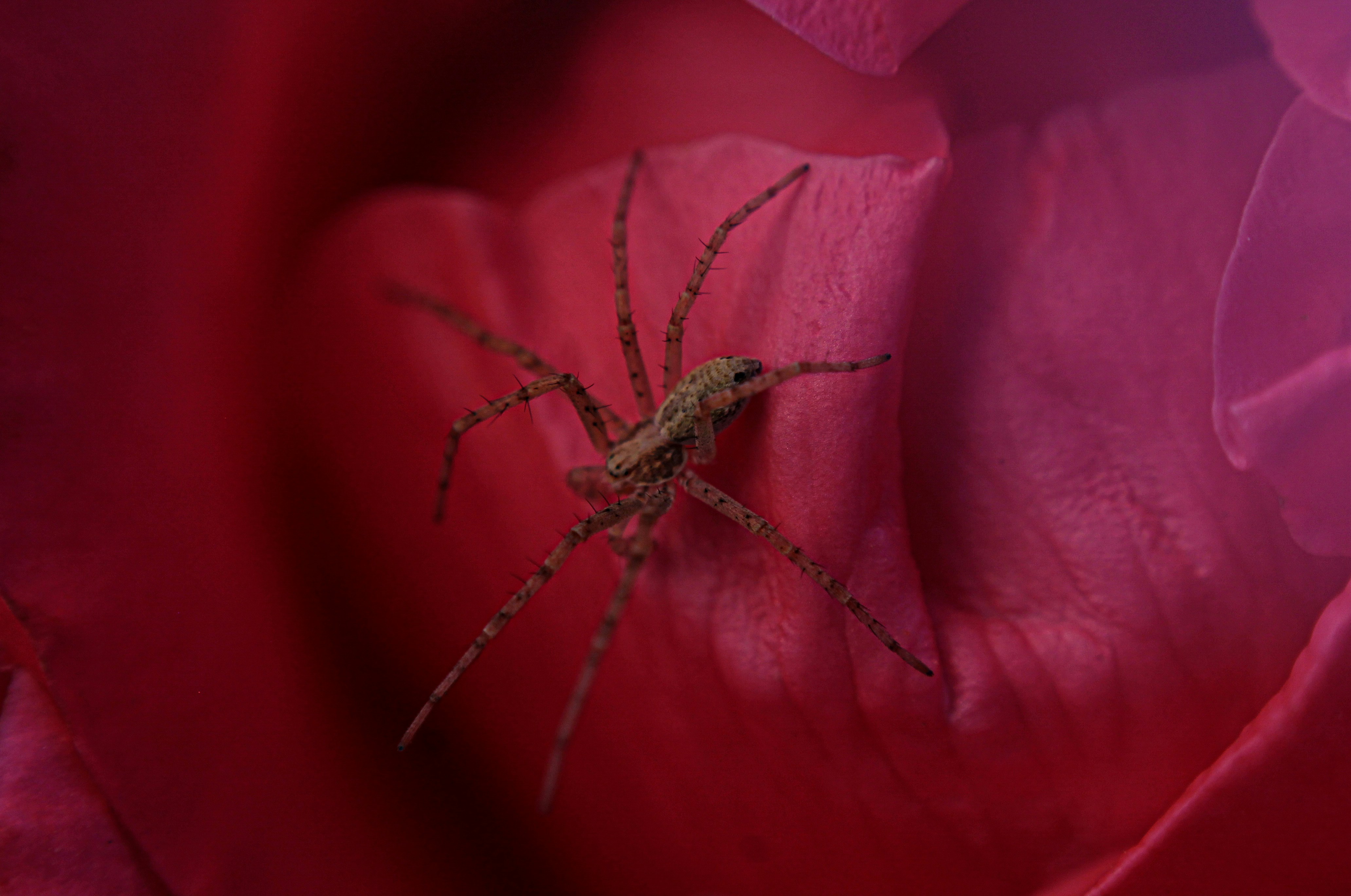 A spider rests on a vibrant red rose petal. photo – Free Flowers Image ...