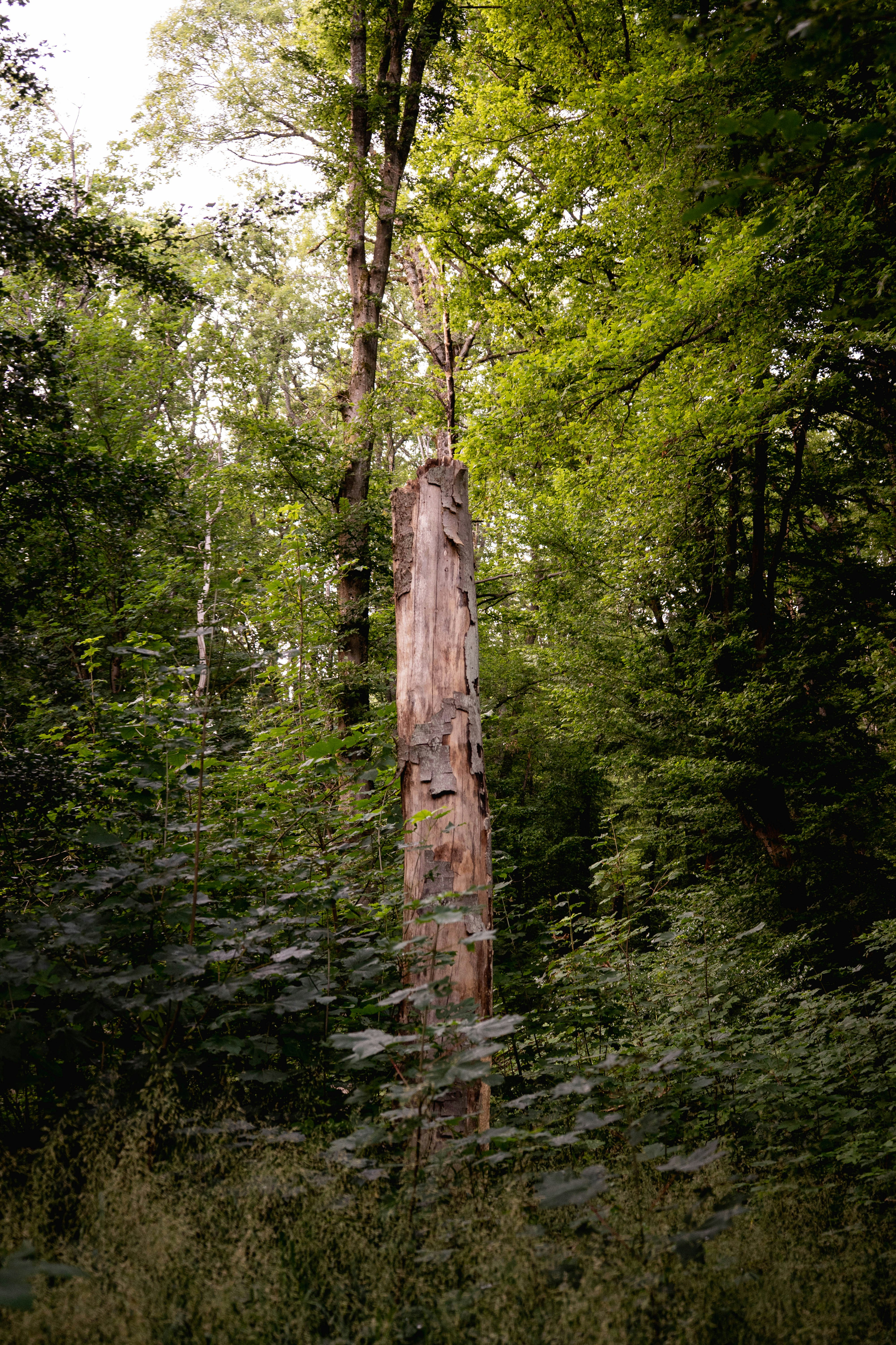 Weathered tree stump surrounded by lush greenery in a tranquil forest setting.