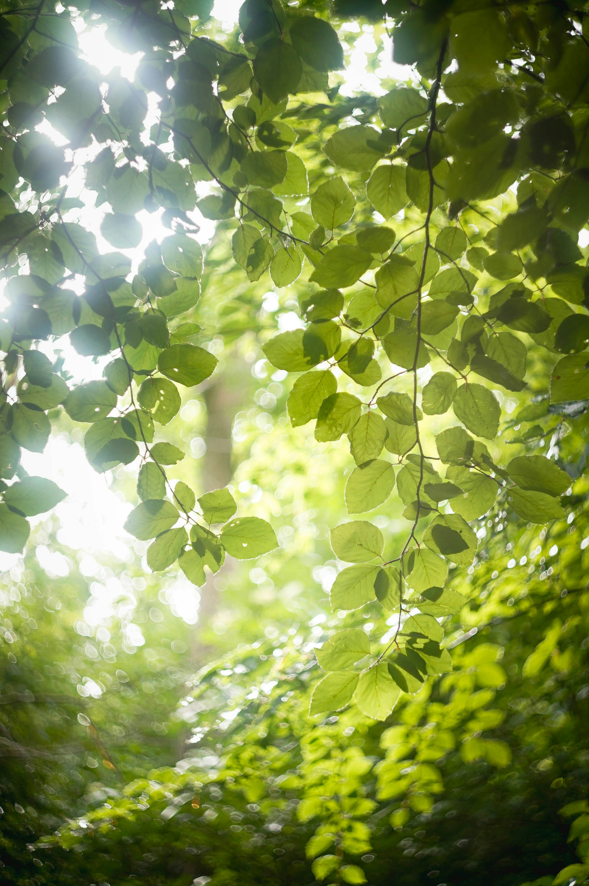 Sunlit Canopy: A Glimpse Through Green Veins