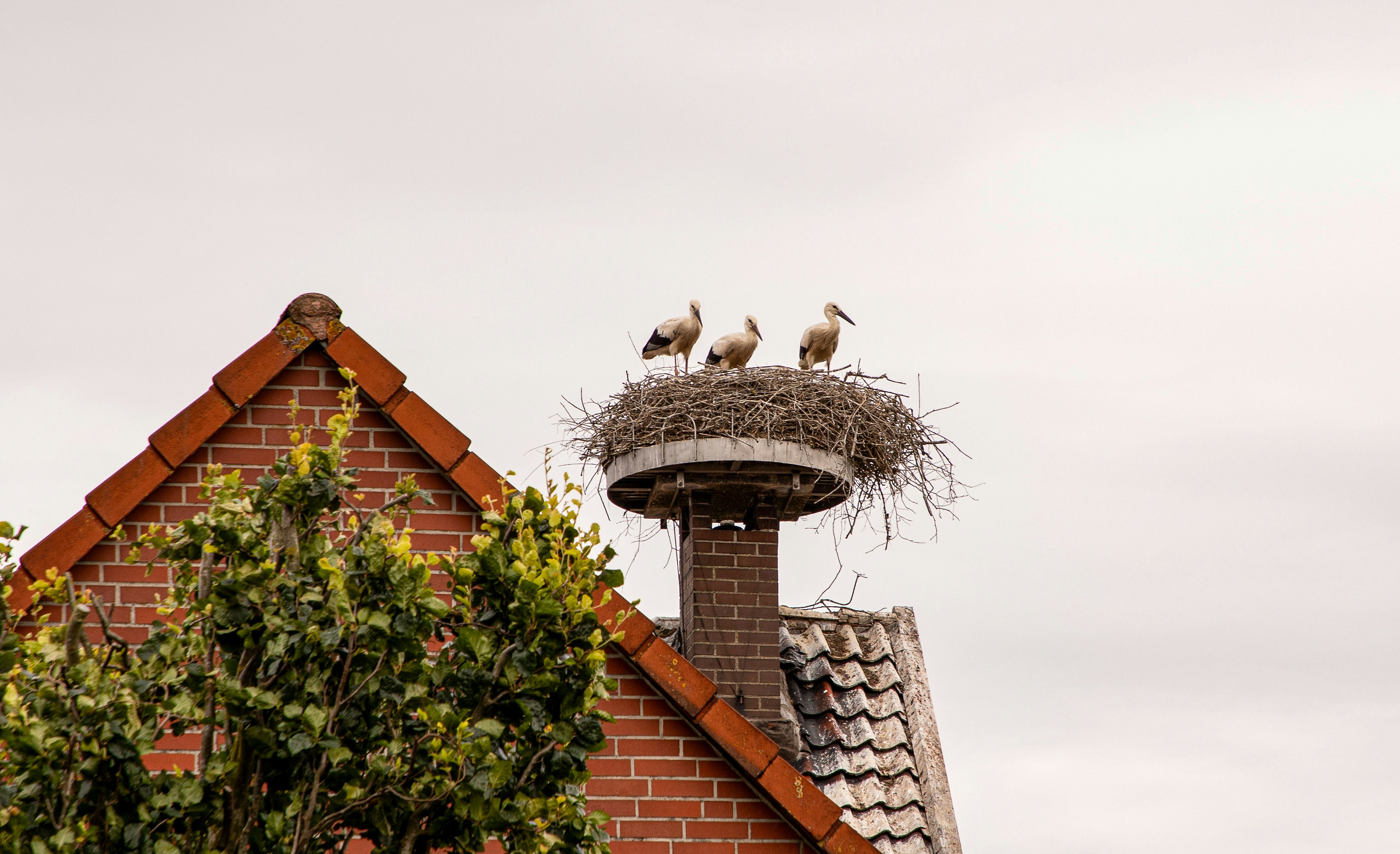 Storks sit in a nest atop a chimney.