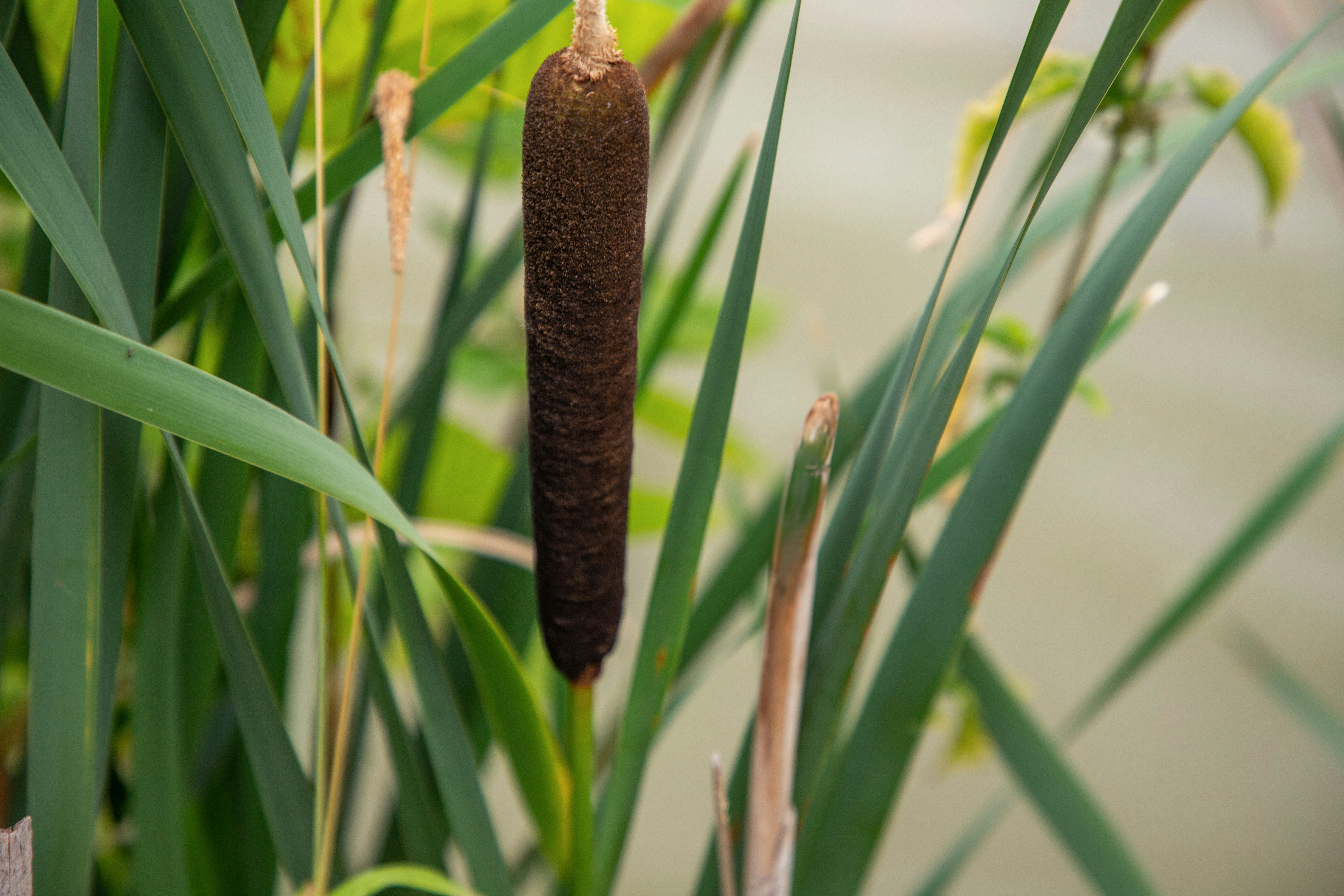 Close-up of a cattail plant surrounded by lush green reeds, showcasing its unique cylindrical flower spike. 