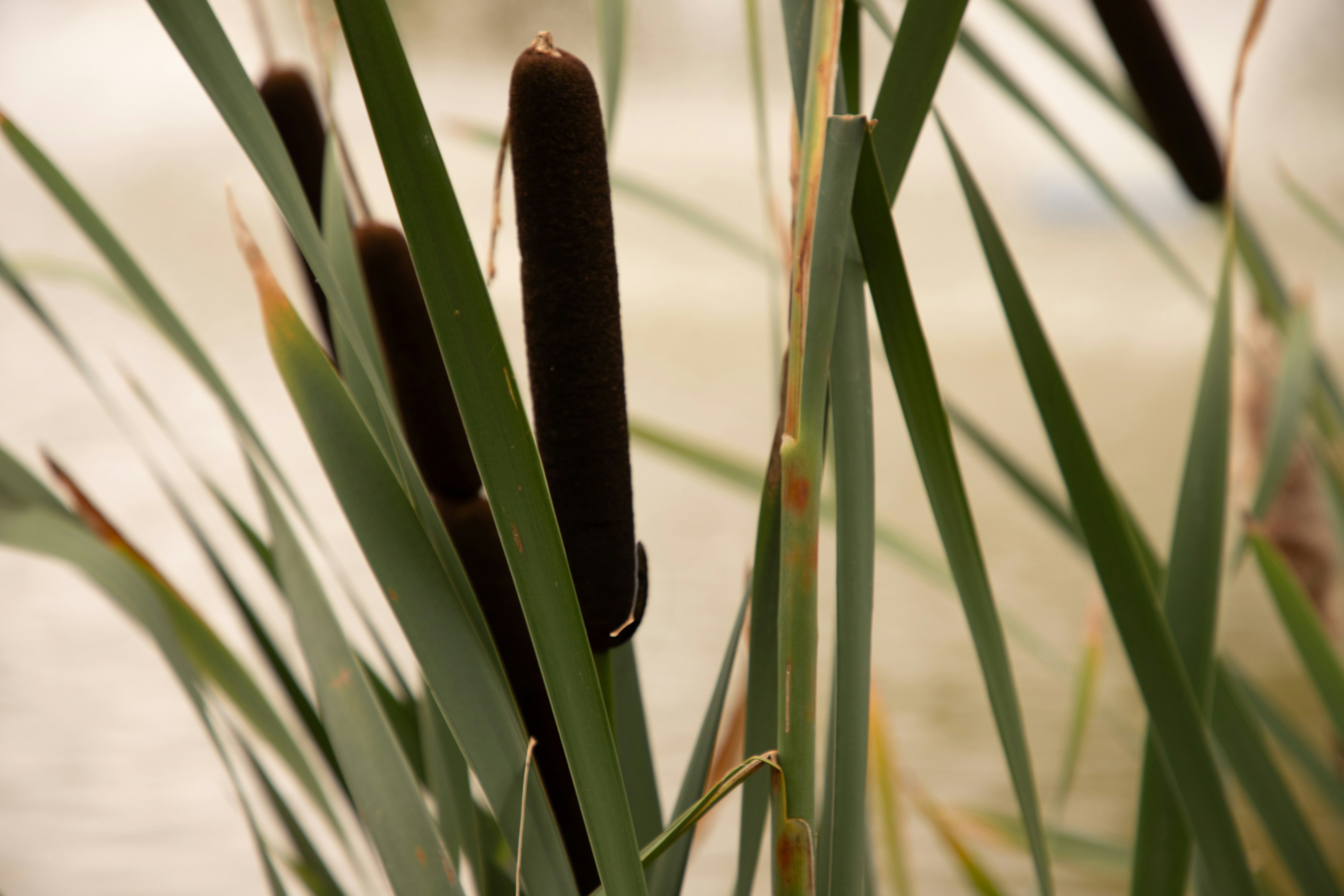 Cattails stand tall amidst long, green leaves.