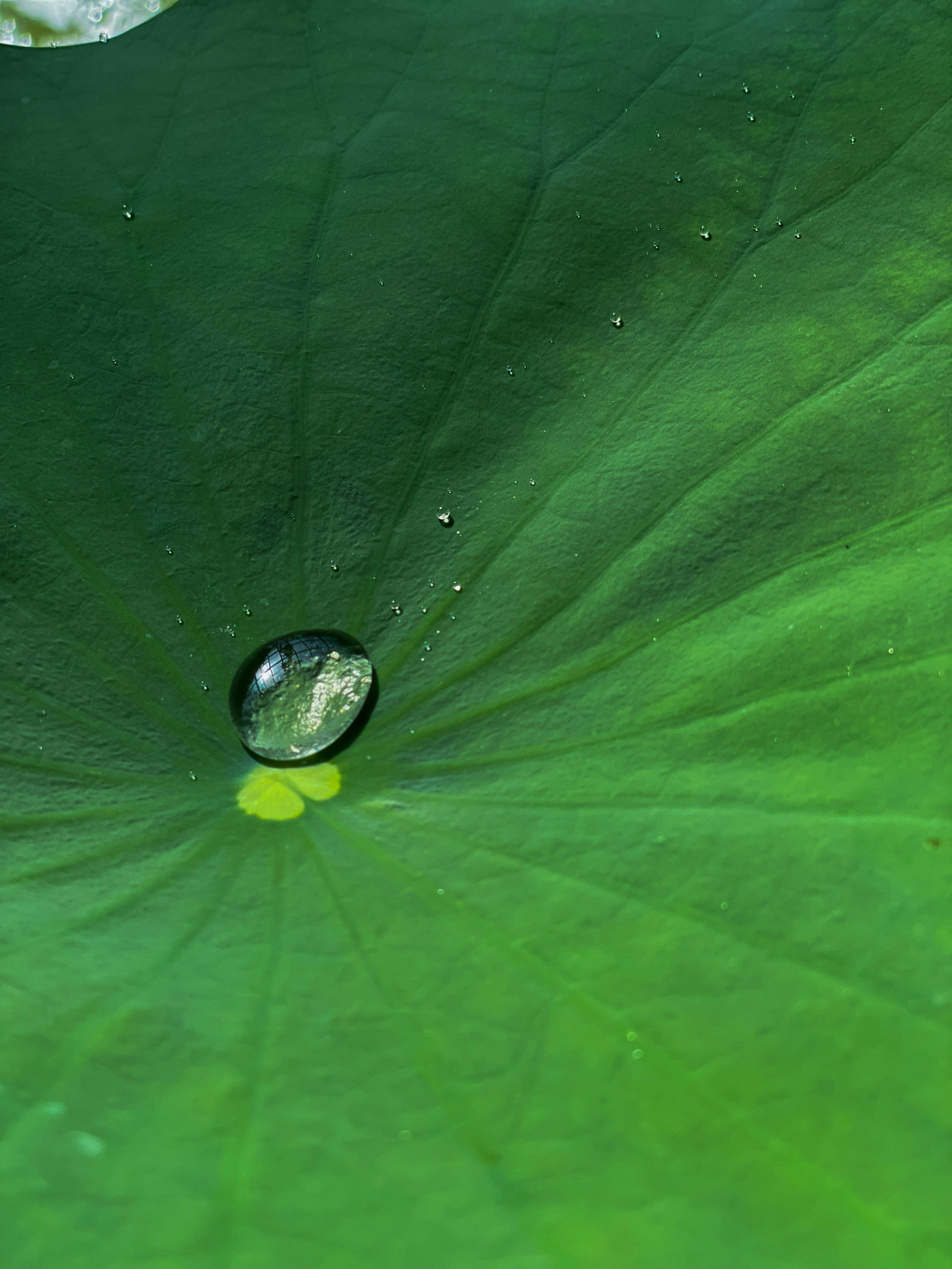 A water droplet rests on a vibrant green leaf.