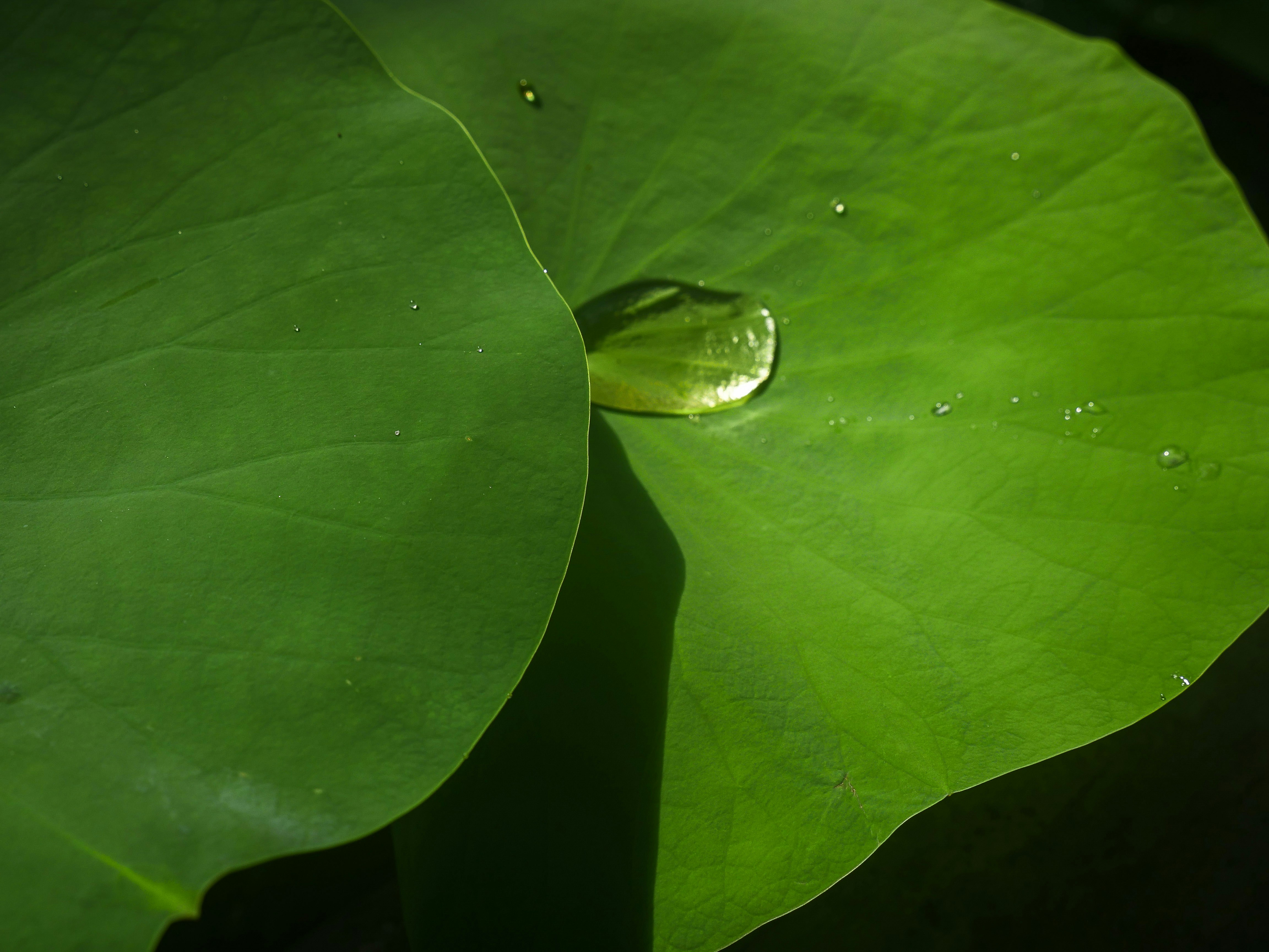 Photo by Ranurte with Panasonic Lumix GH4