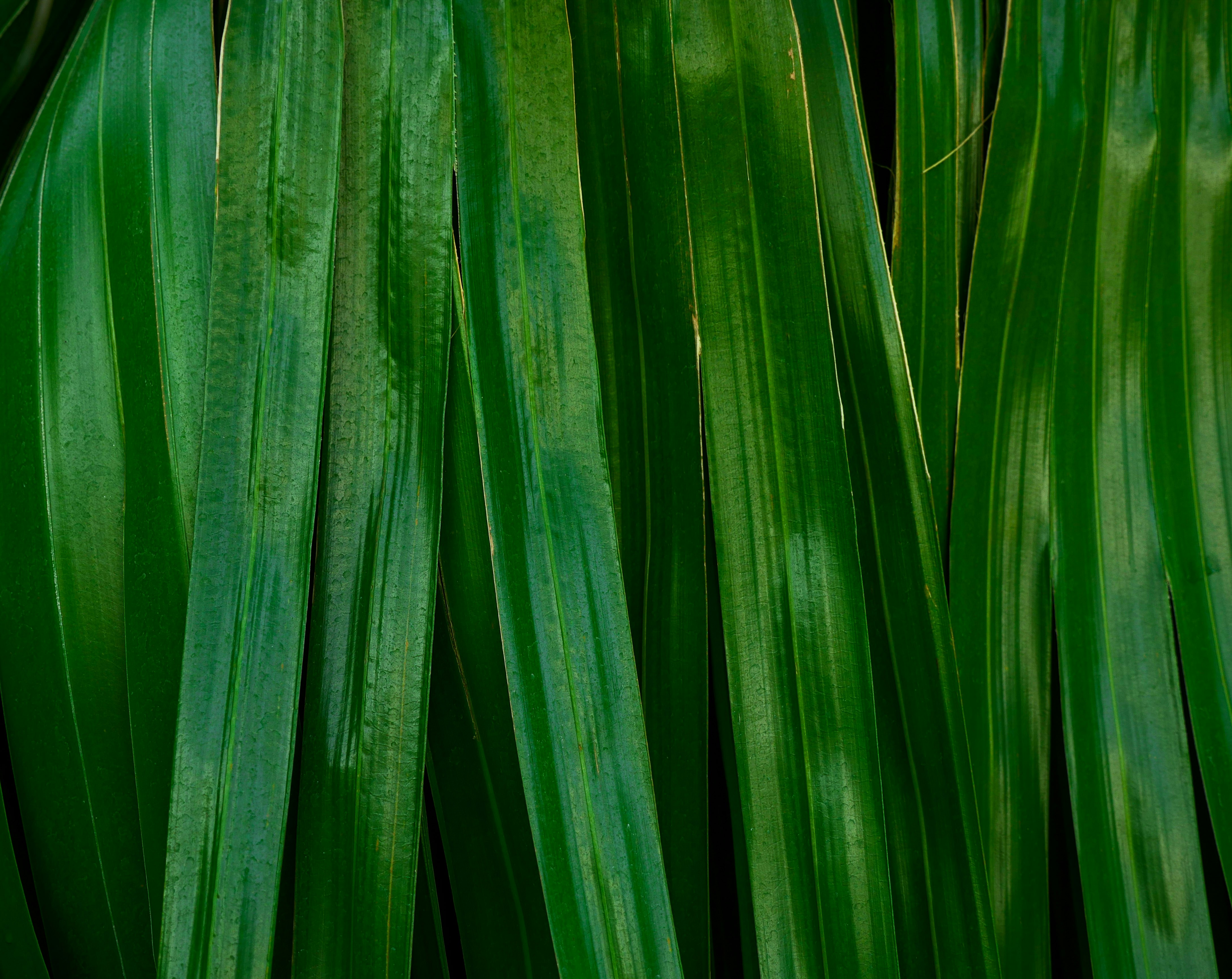 Emerald Waves of Nature