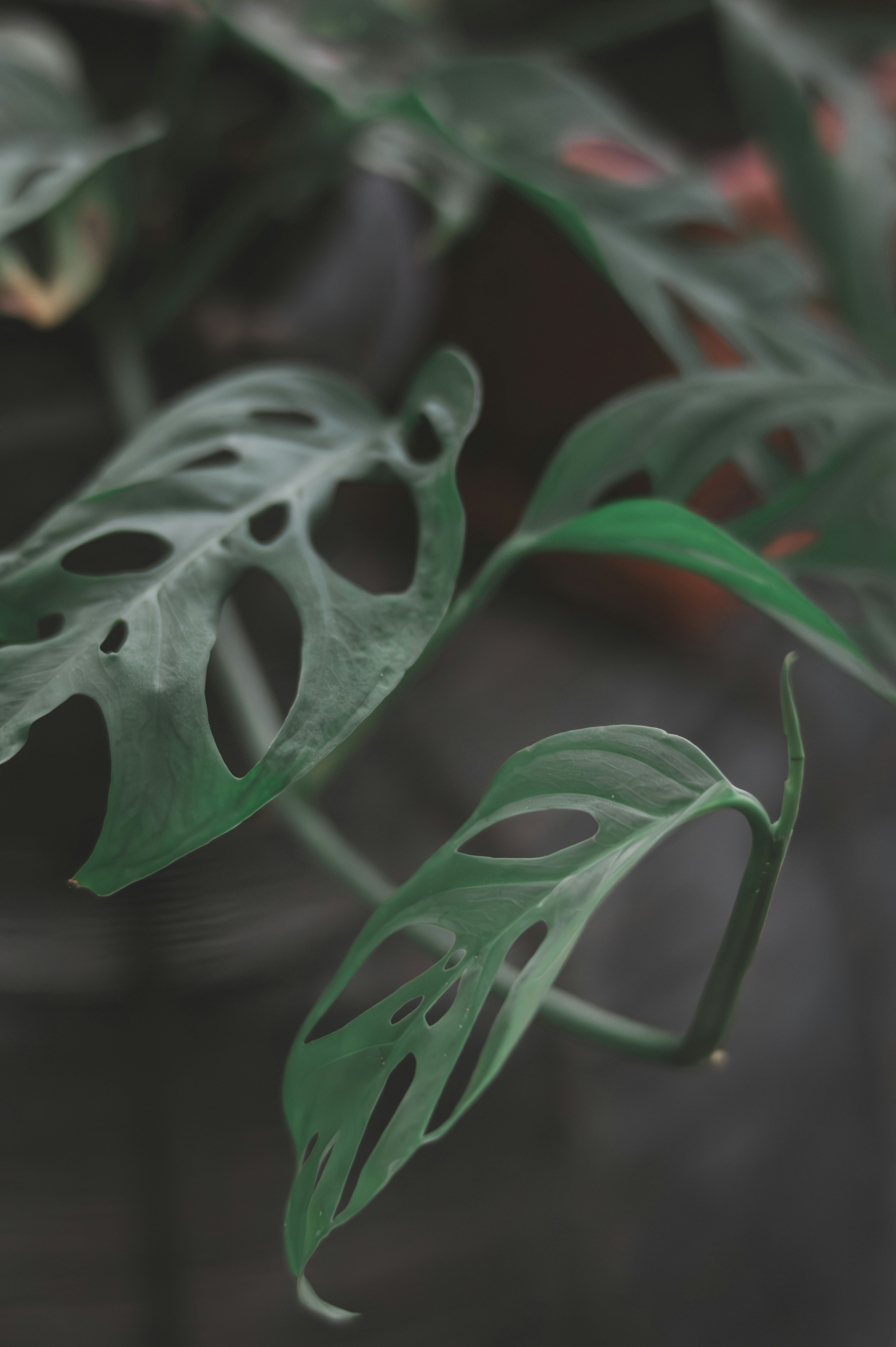 Nature's Intricate Cutouts