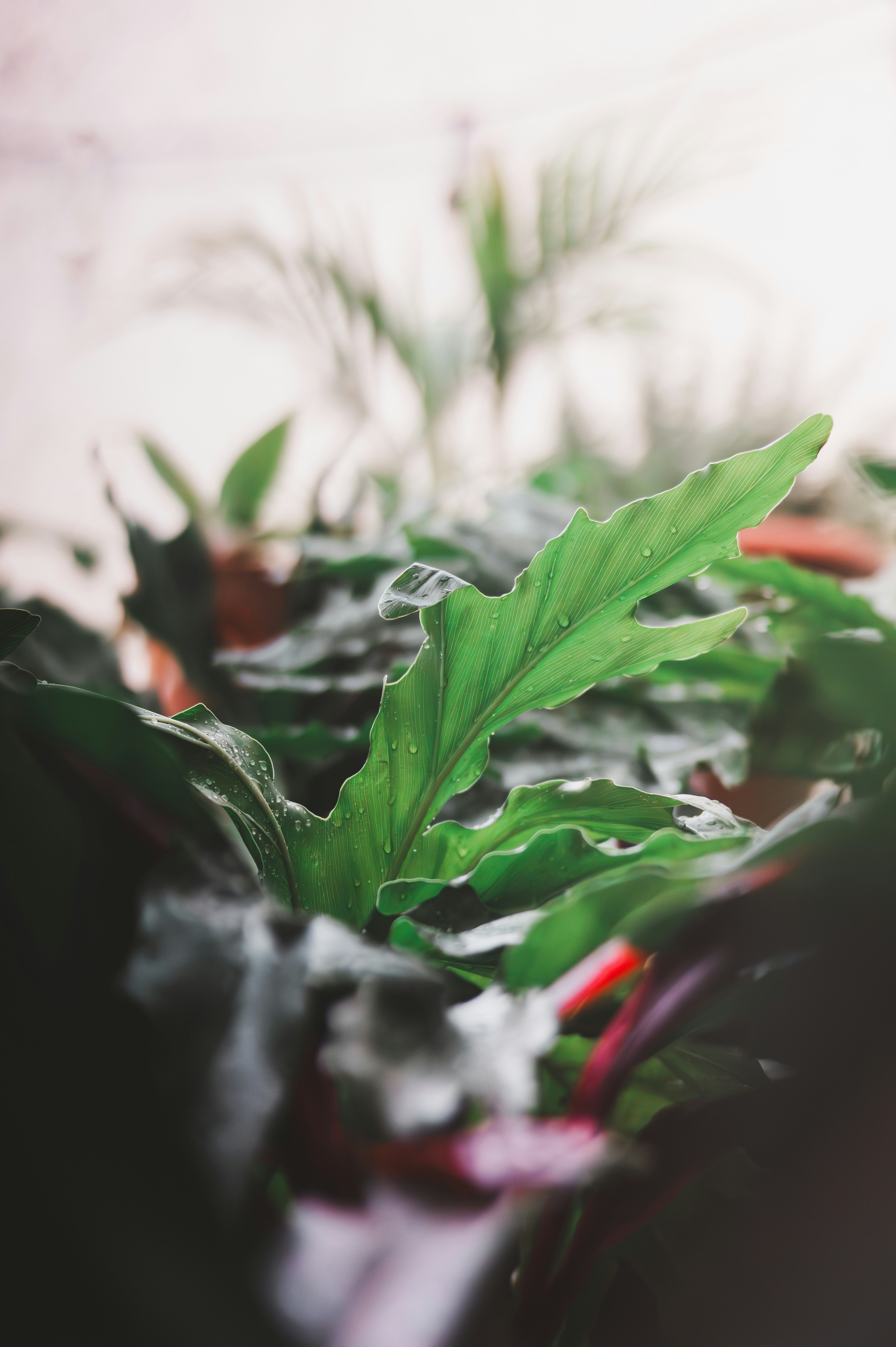 Lush green leaves adorned with droplets, creating a vibrant display of nature's beauty. The background hints at a tropical setting with blurred foliage.