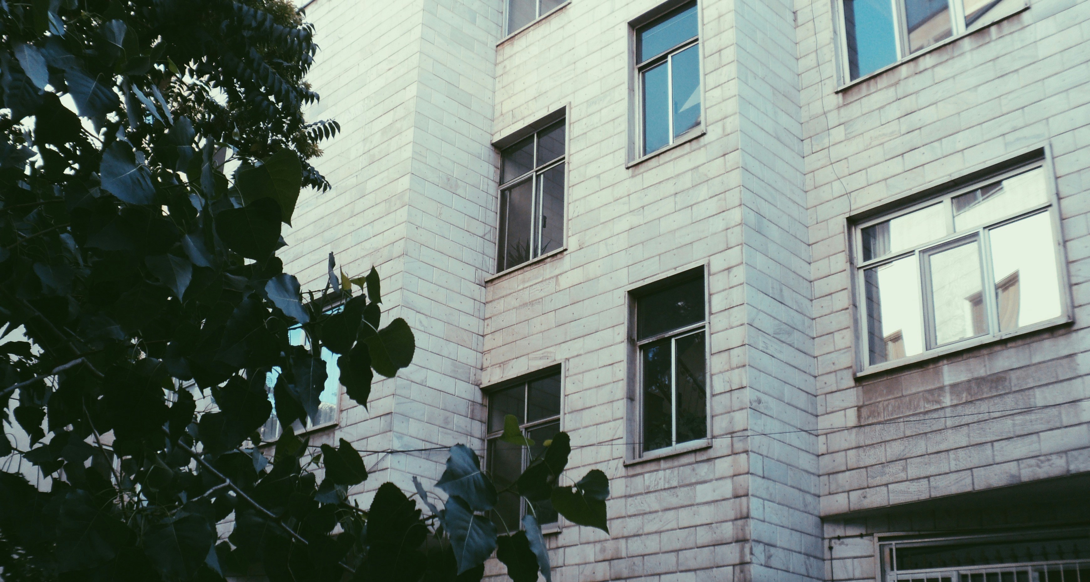 Leafy branches frame a modern building's façade, showcasing a harmonious blend of nature and urban design.