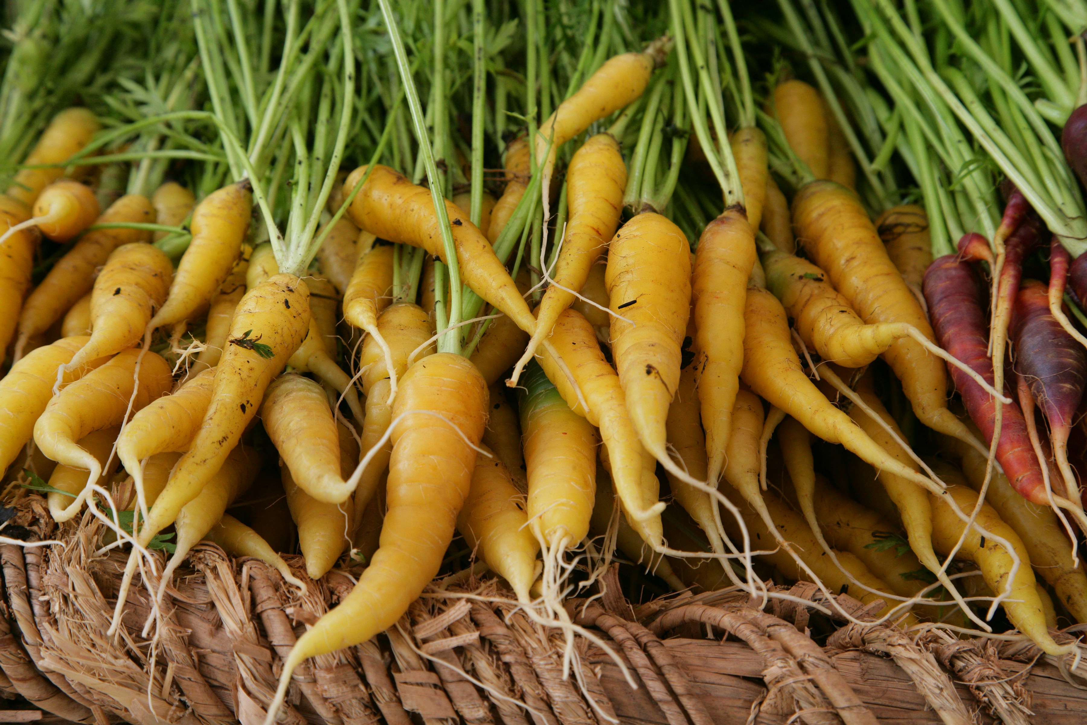 Bunches of vibrant yellow and purple carrots arranged in a woven basket, showcasing their fresh, earthy appeal.