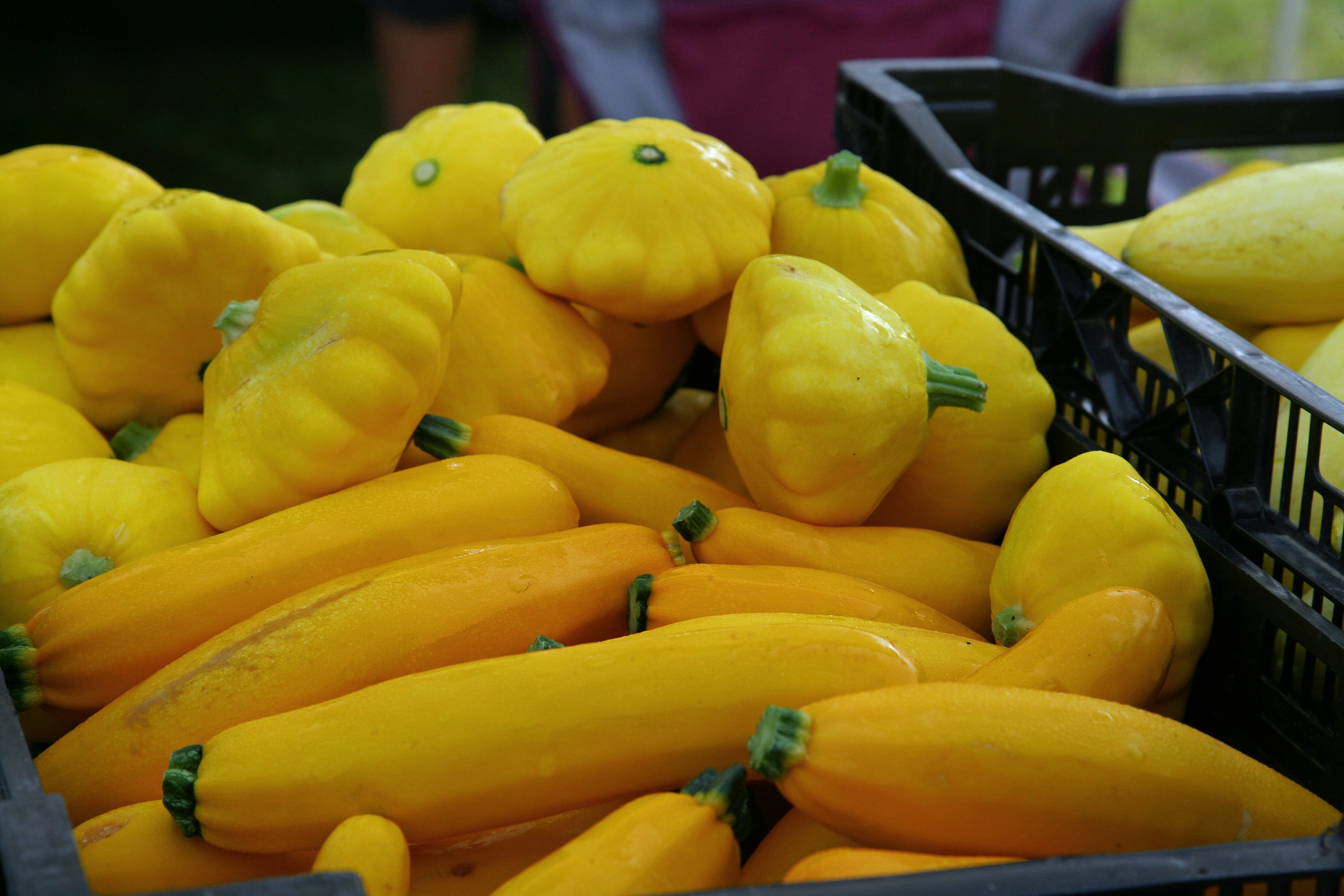 Harvest Harmony: A Bounty of Yellow Squash