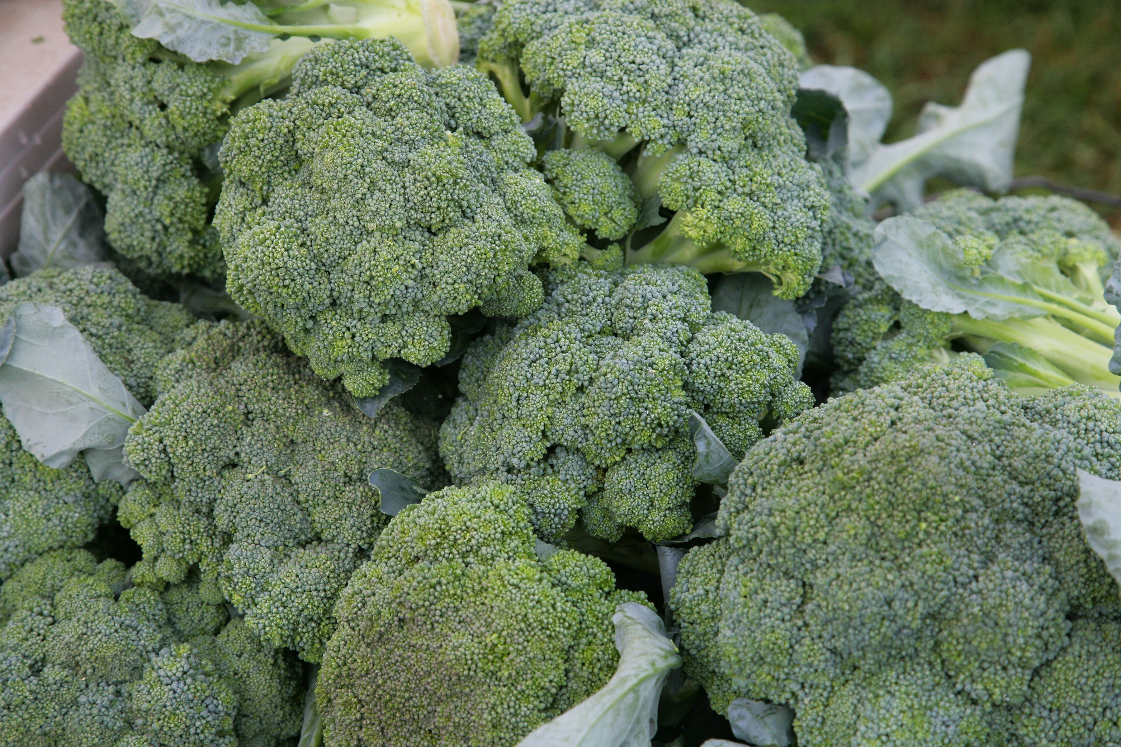 Freshly harvested broccoli heads piled together, showcasing vibrant green hues and intricate textures.